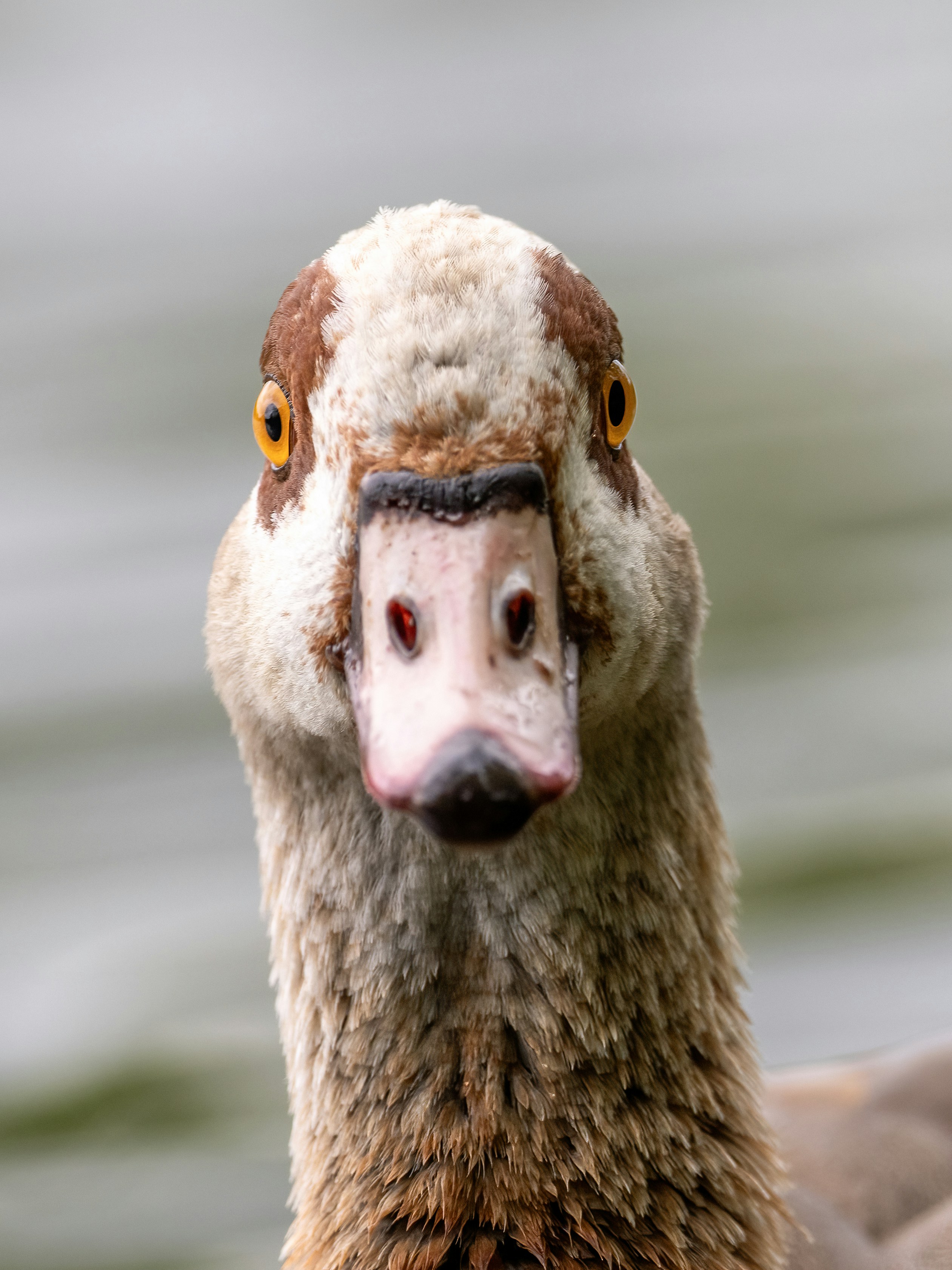 A close up of a duck with a blurry background photo – Free Animal Image ...