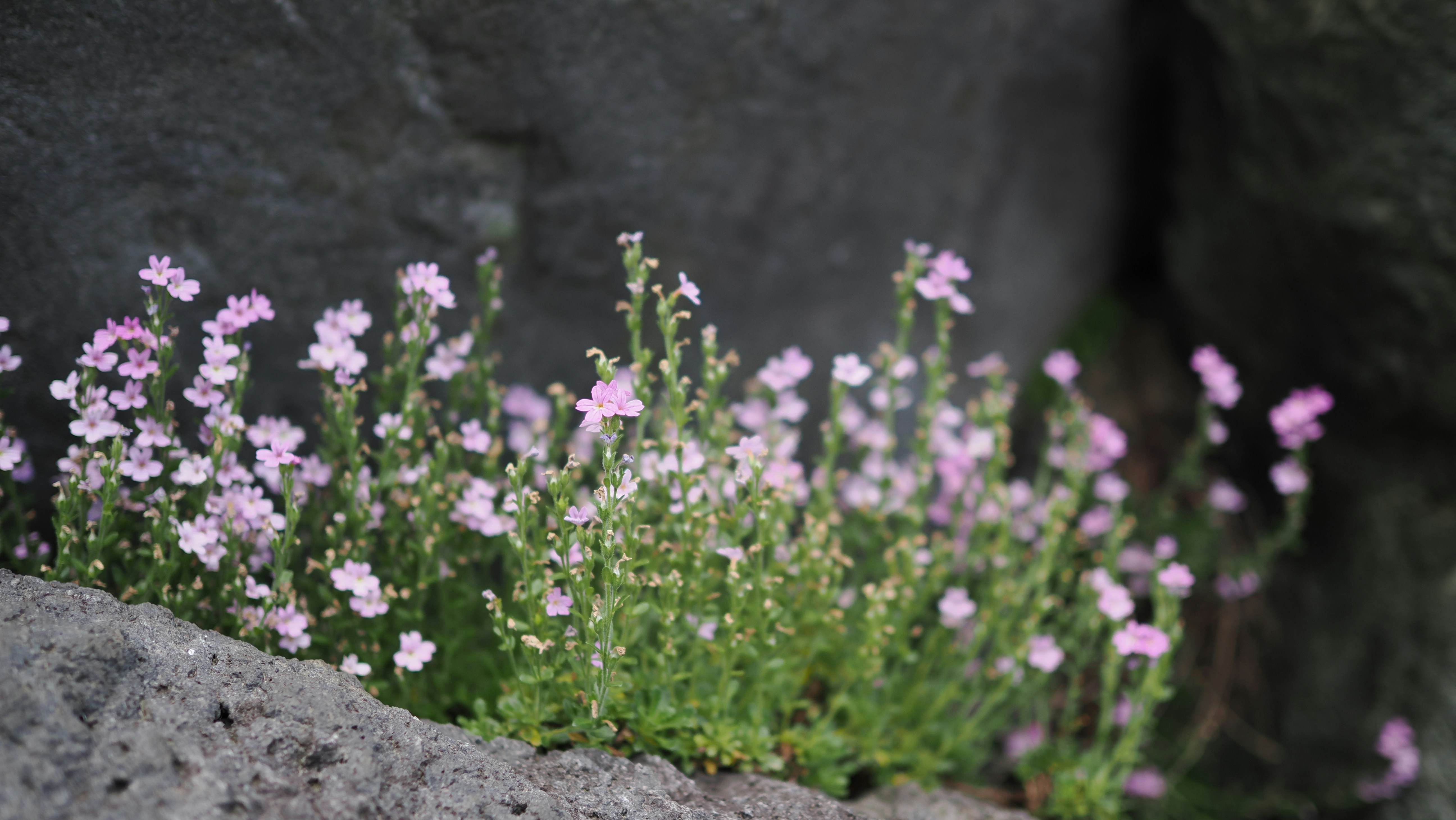 small pink flowers growing out of a crack in a rock wall