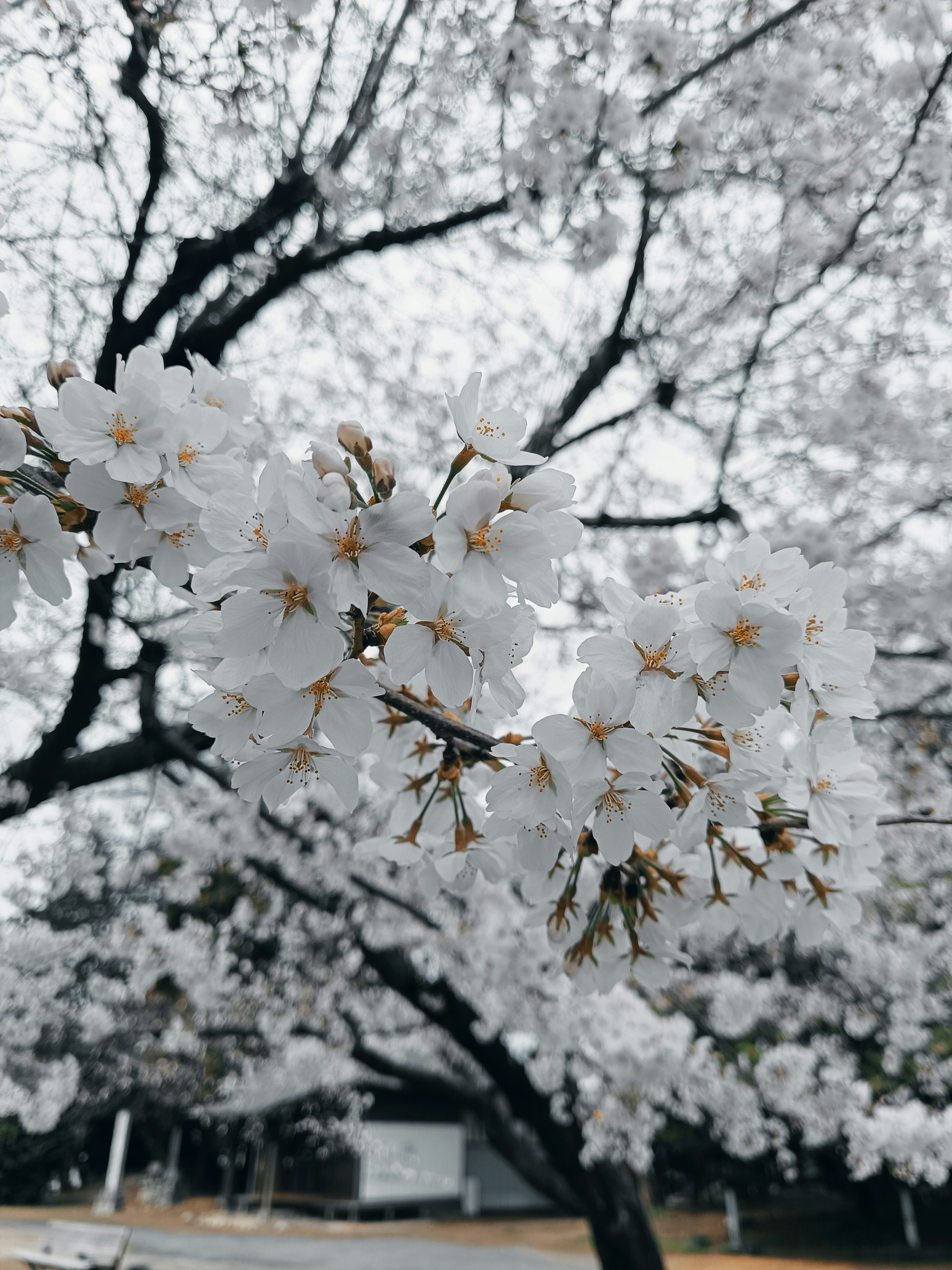 Sample photo from Xiaomi Redmi Note 12 Pro