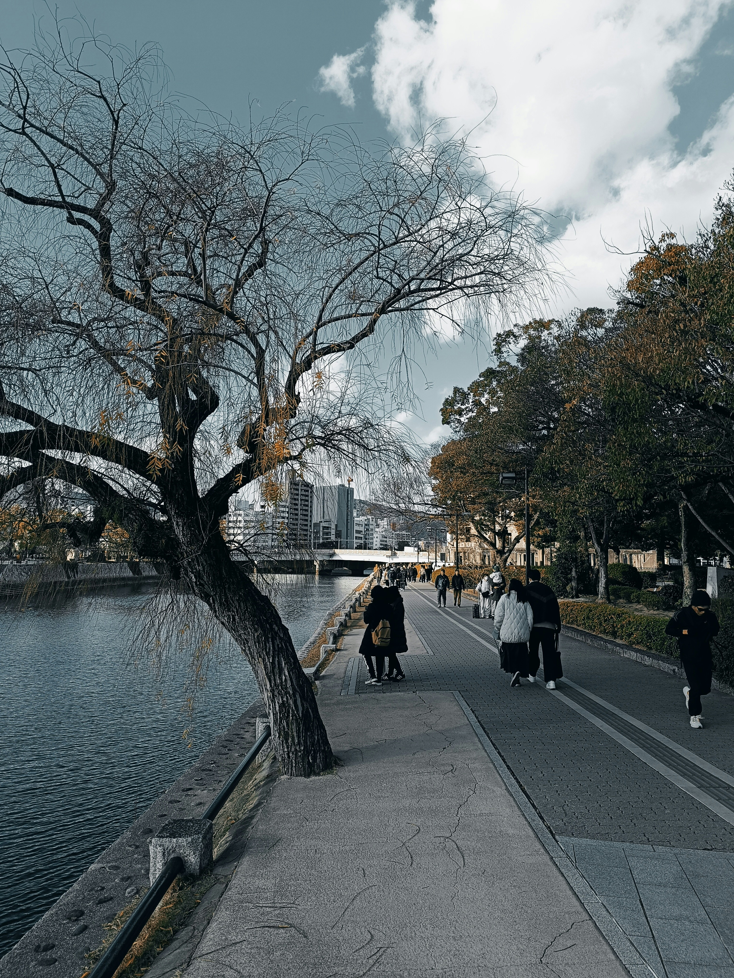 Bare Tree by the Riverside Promenade