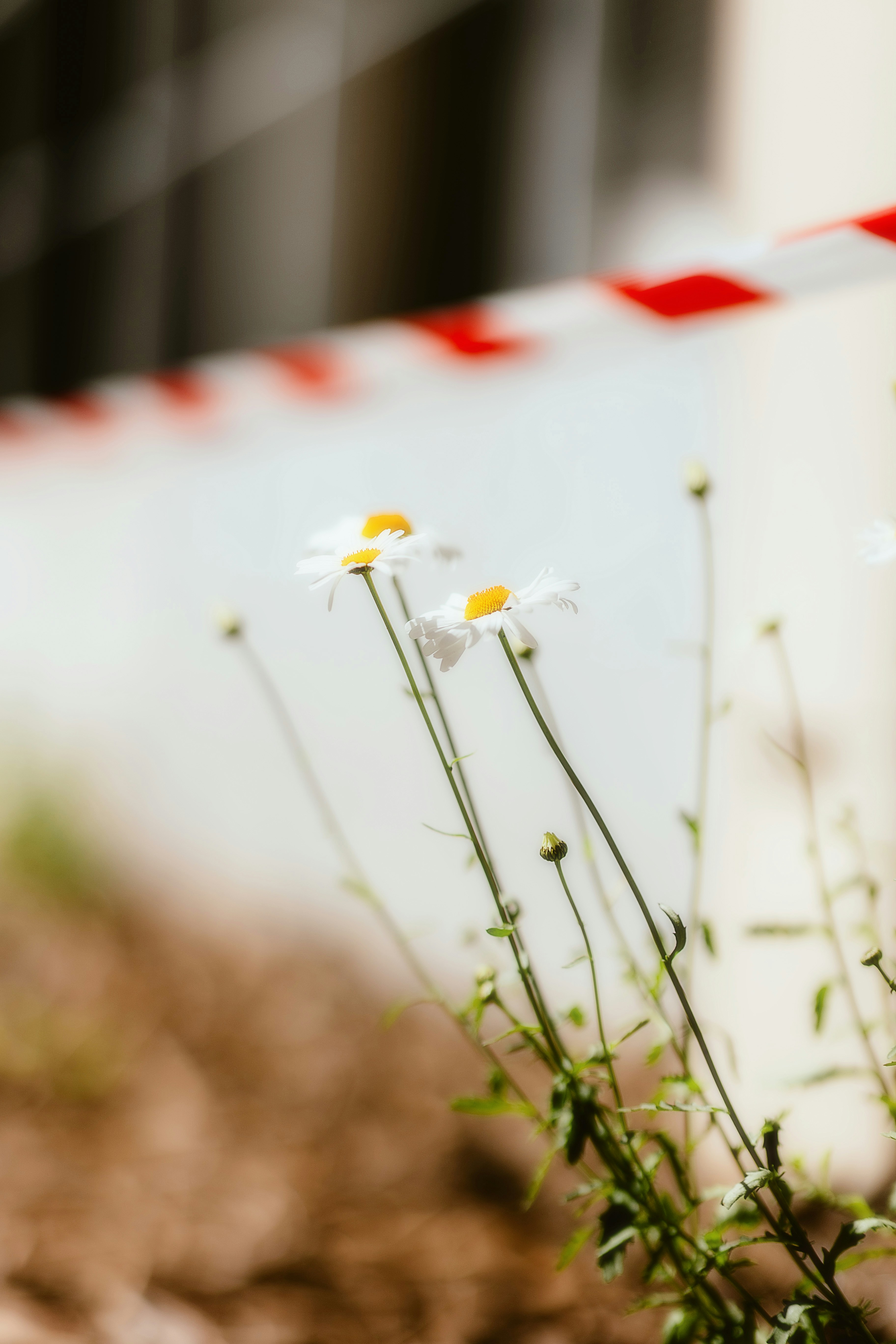 Daisy Trial: Delicate Blooms Against a Caution Taped Backdrop