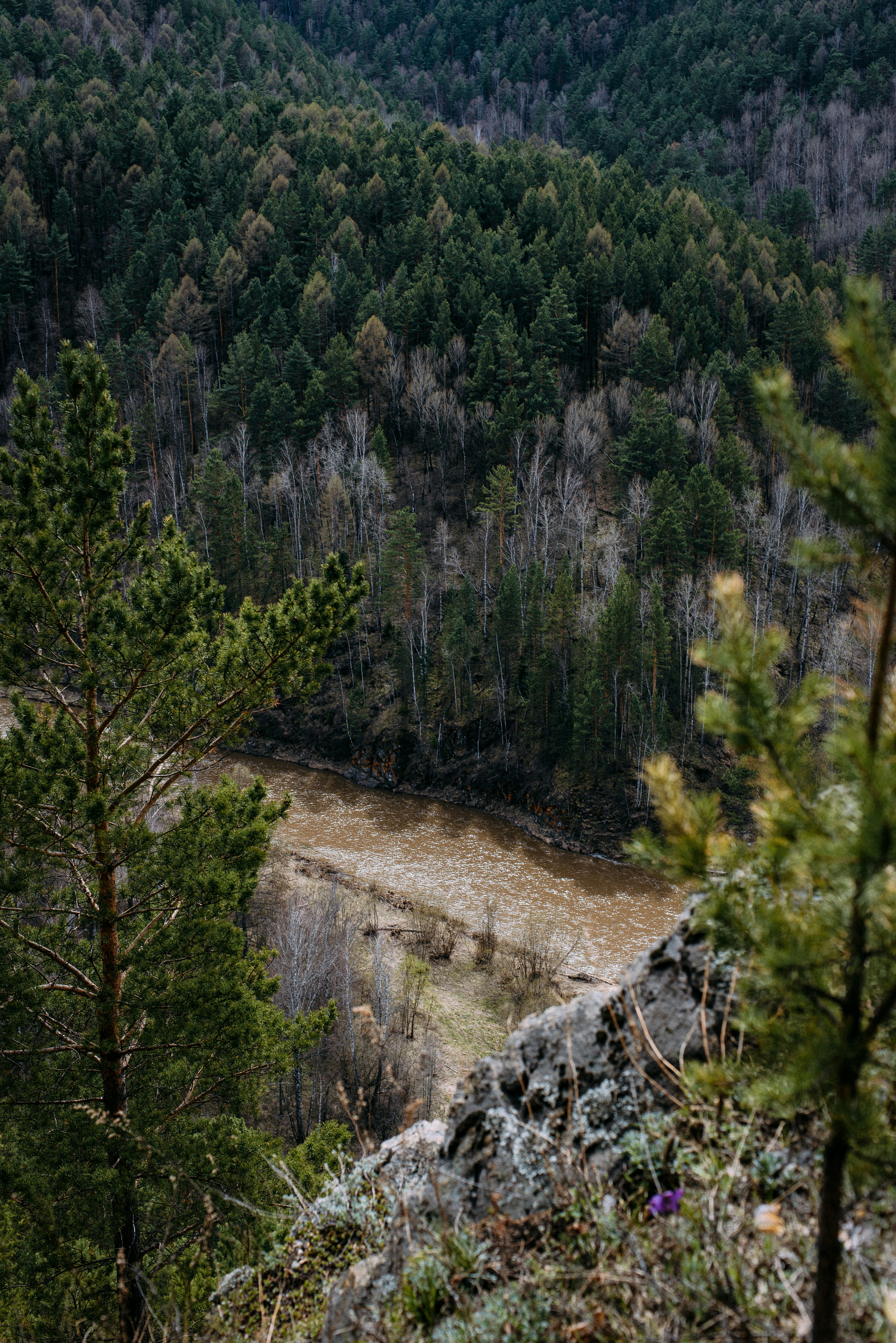 Ridge Overlook: River Bend Beneath the Pine Wall