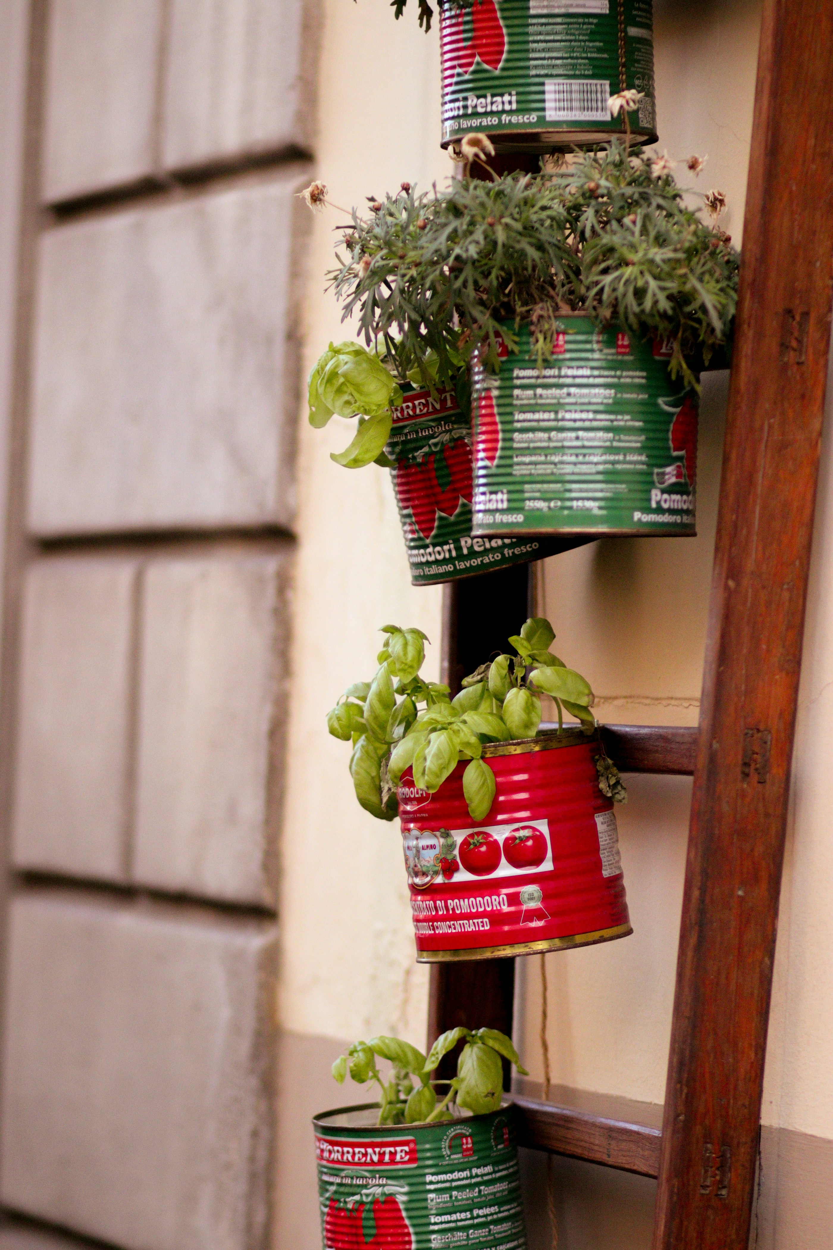 A ladder that has a bunch of plants in it photo – Free Tomato plants ...