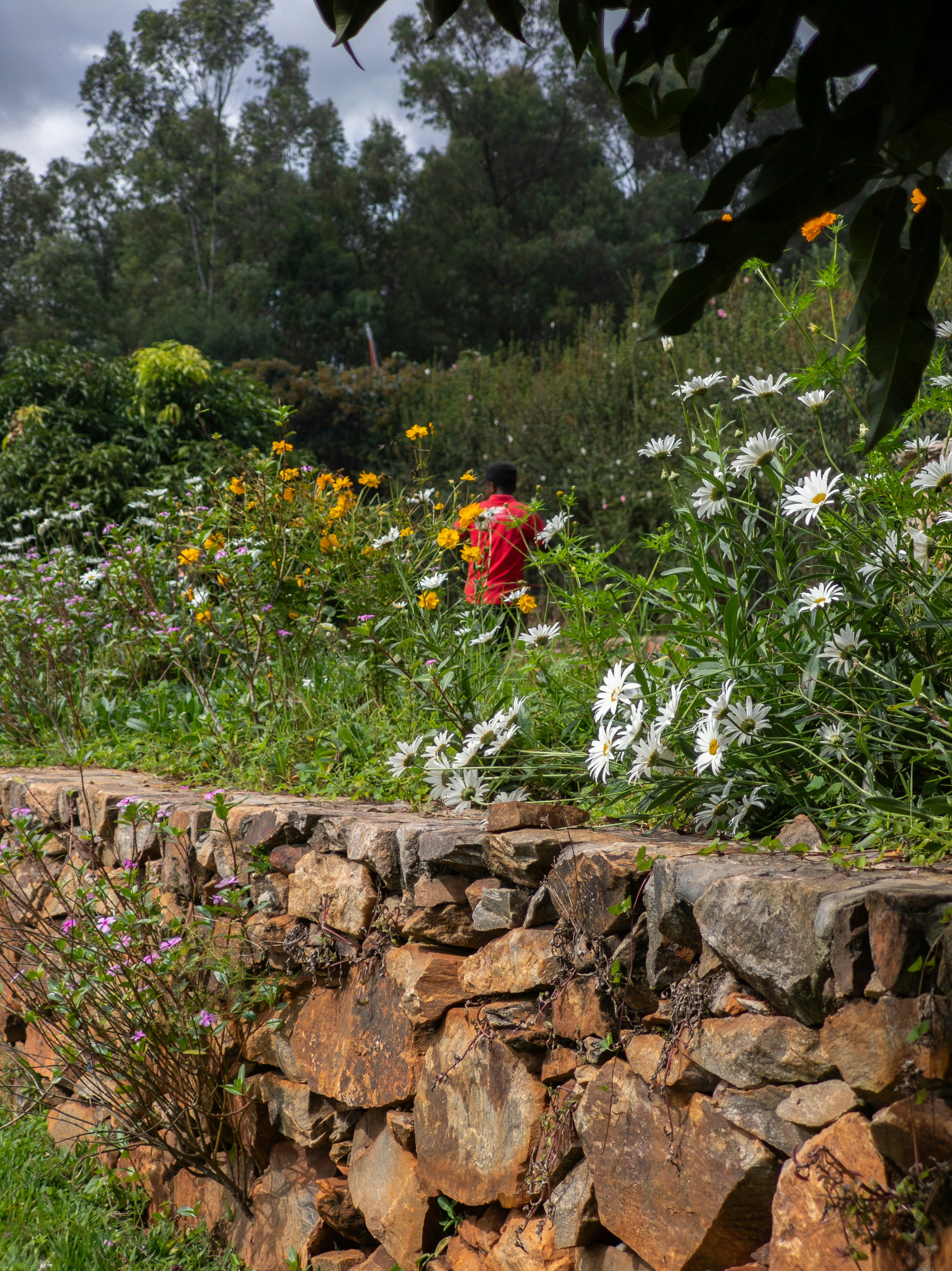 Colorful Garden Portrait: A Red-Jacket Figure Among White Daisies