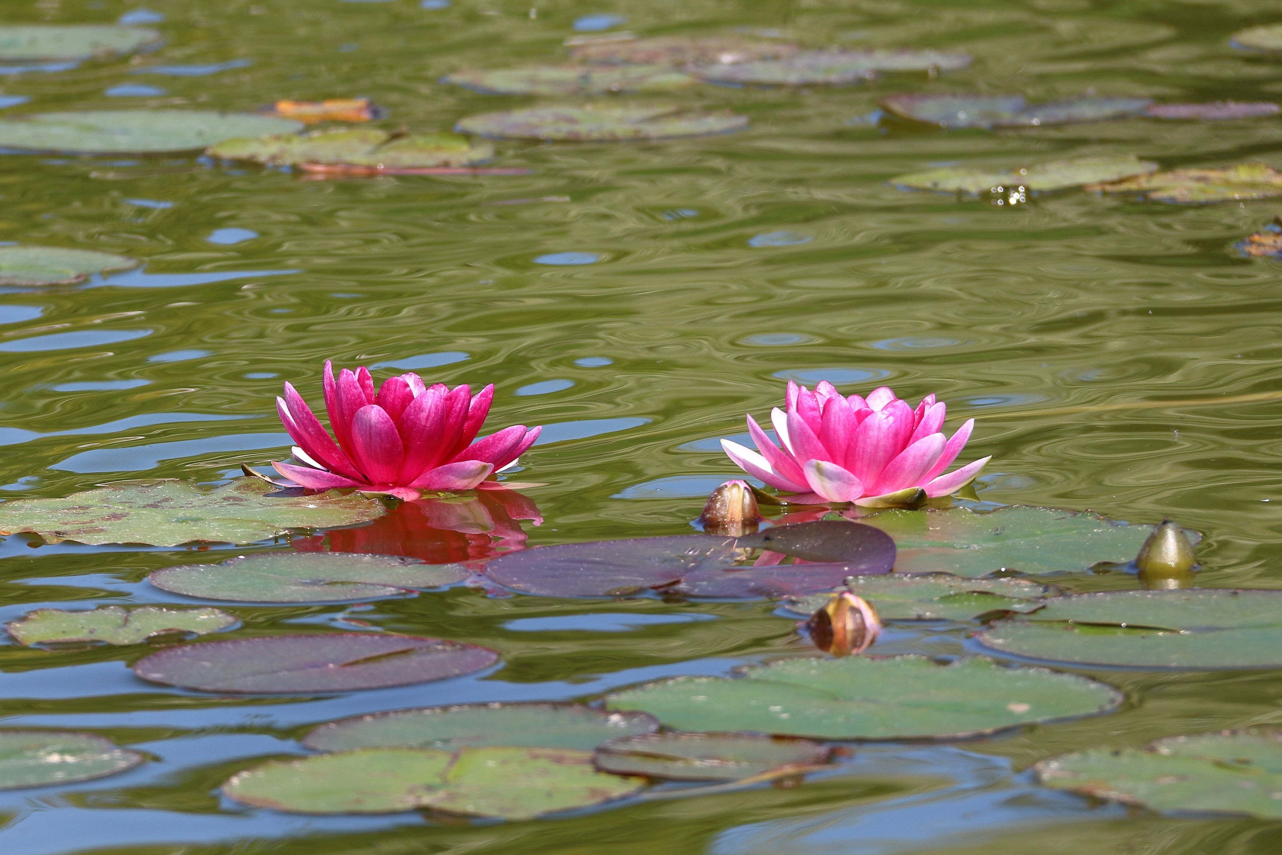 Twin Pink Water Lilies Framing a Tranquil Pond