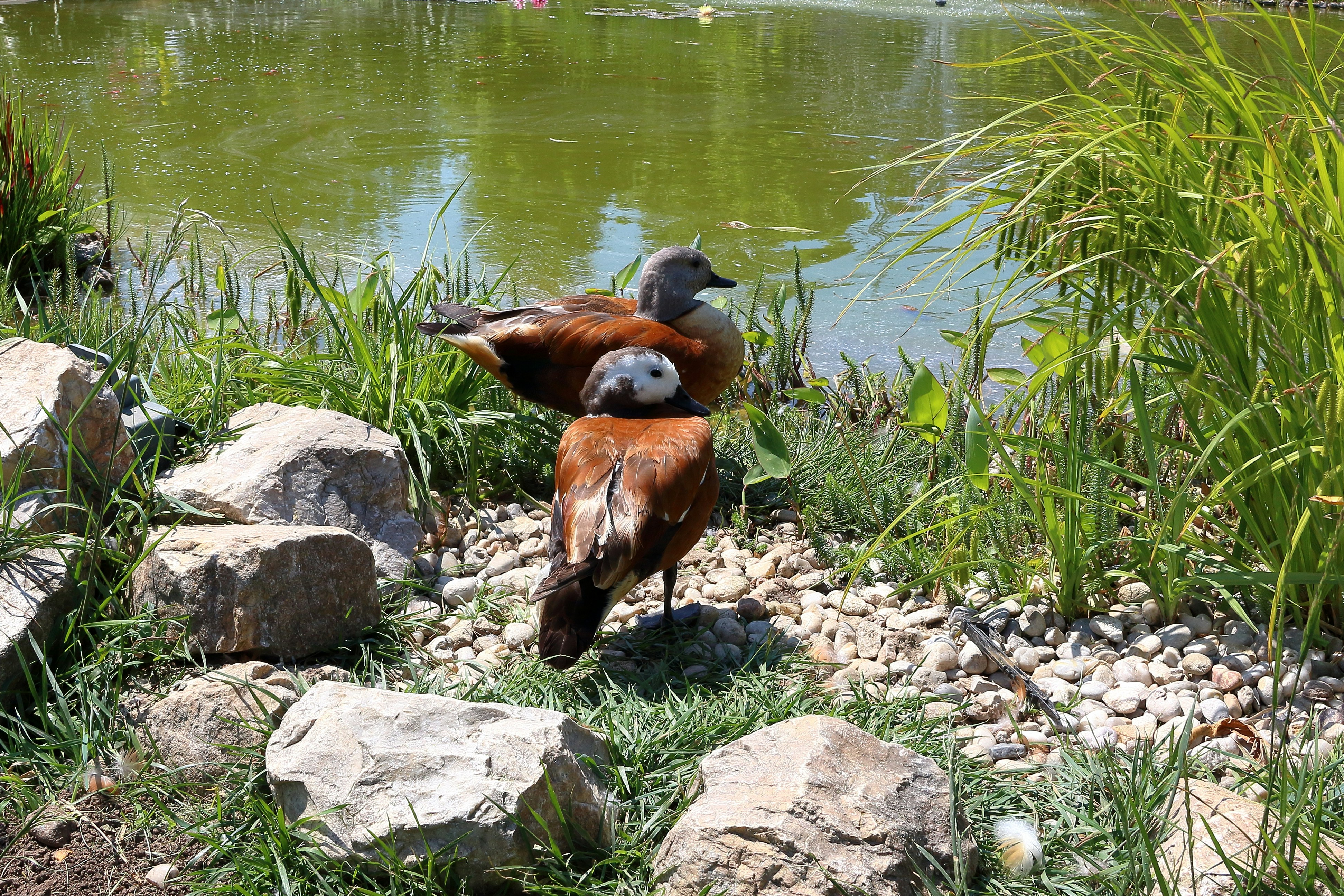 Sunlit Duo of Ducks by the Pebble-Strewn Pond