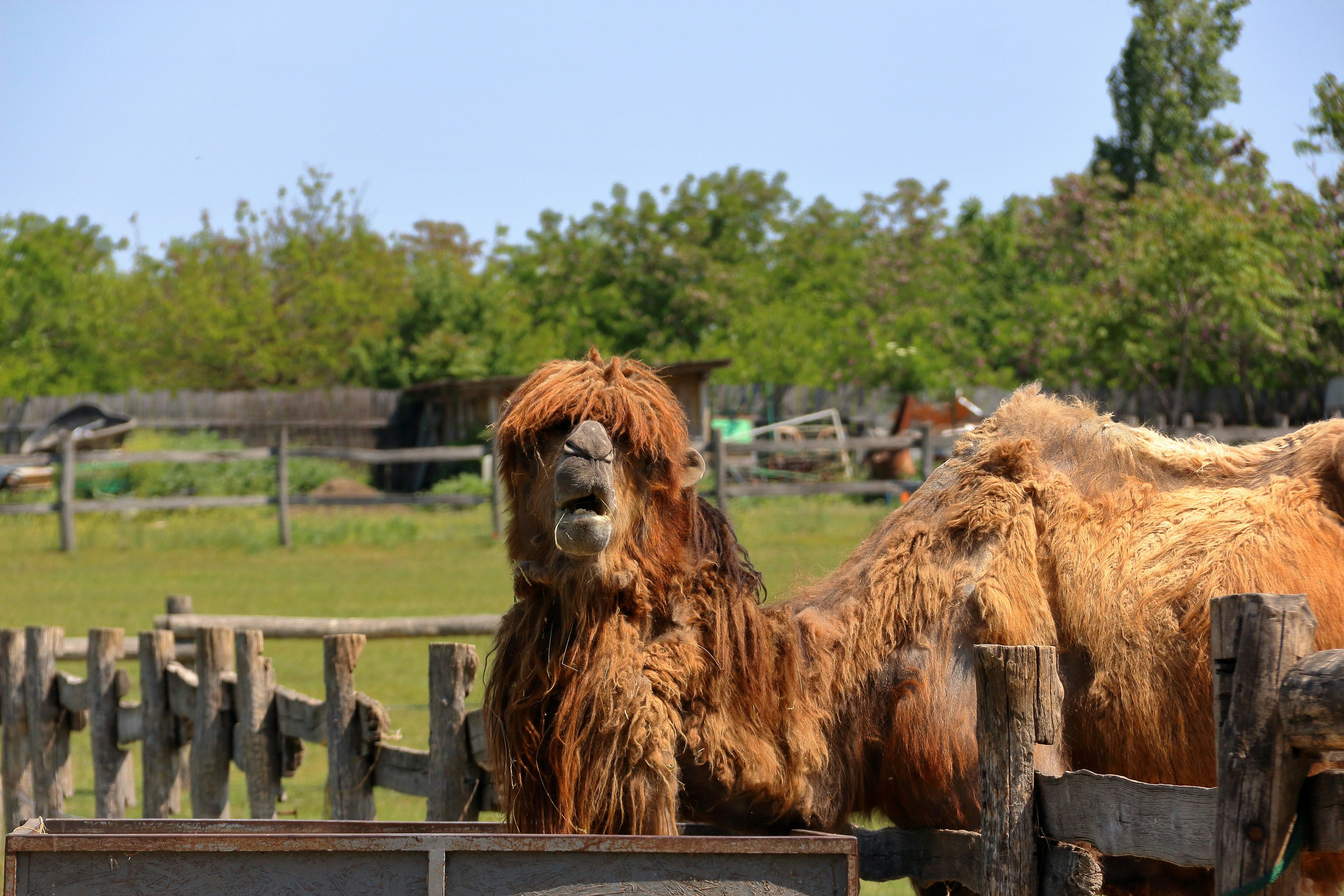 Gaze Through the Rails: A Desert-Hued Camel in a Rustic Farm Pen