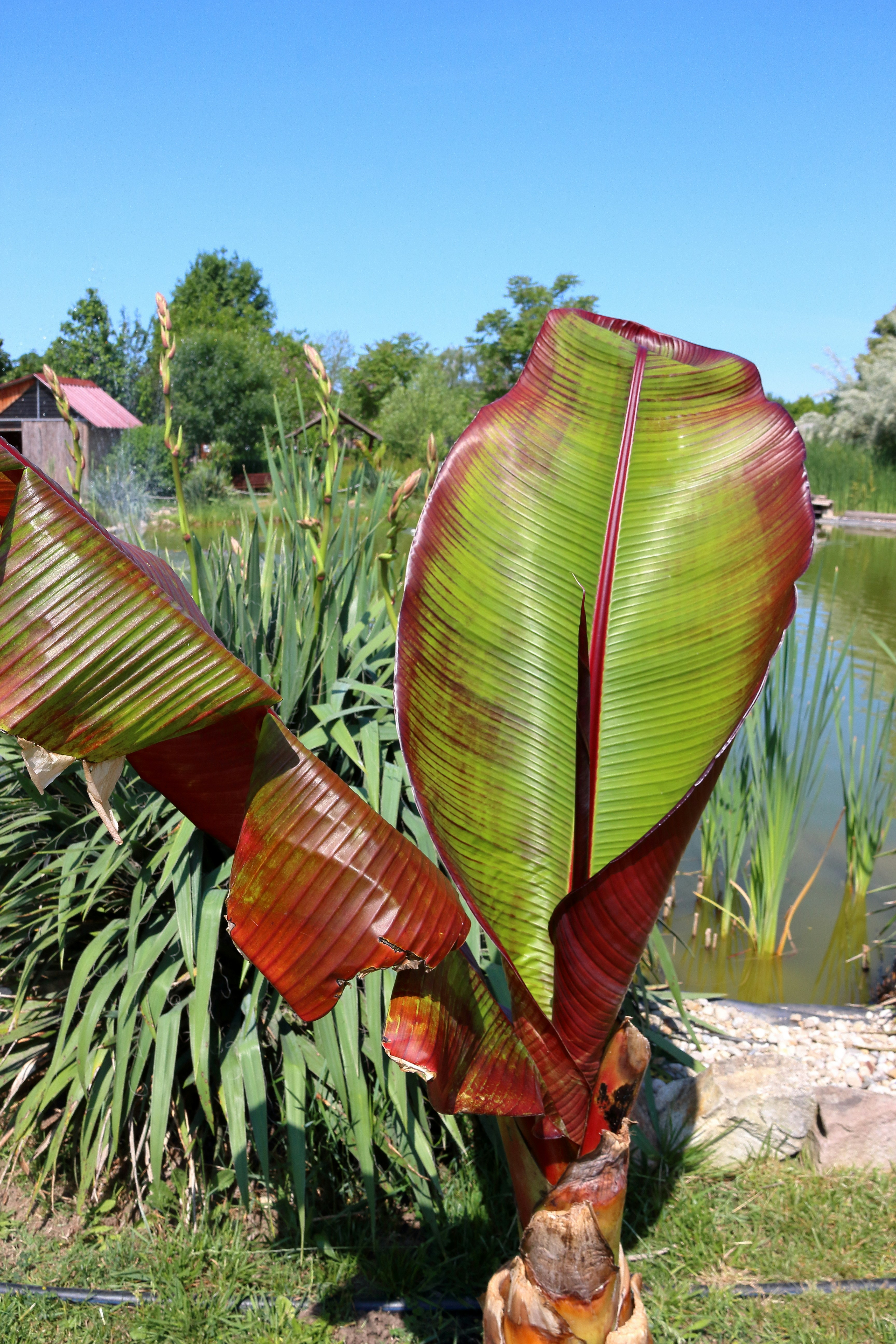 Crimson Banana Leaf Against a Riverside Garden