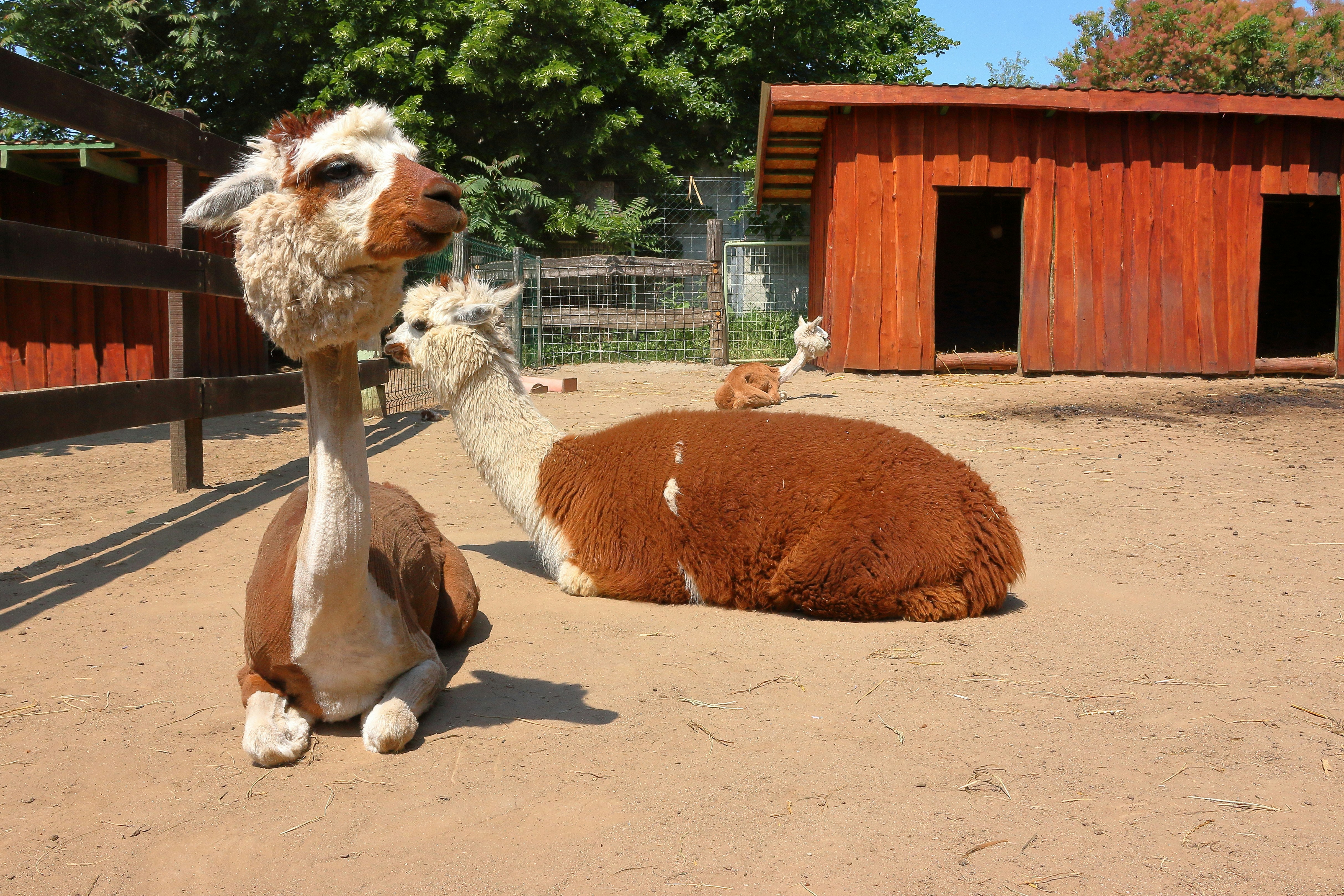 Llamas at Rest: A Sunlit Farmyard Moment