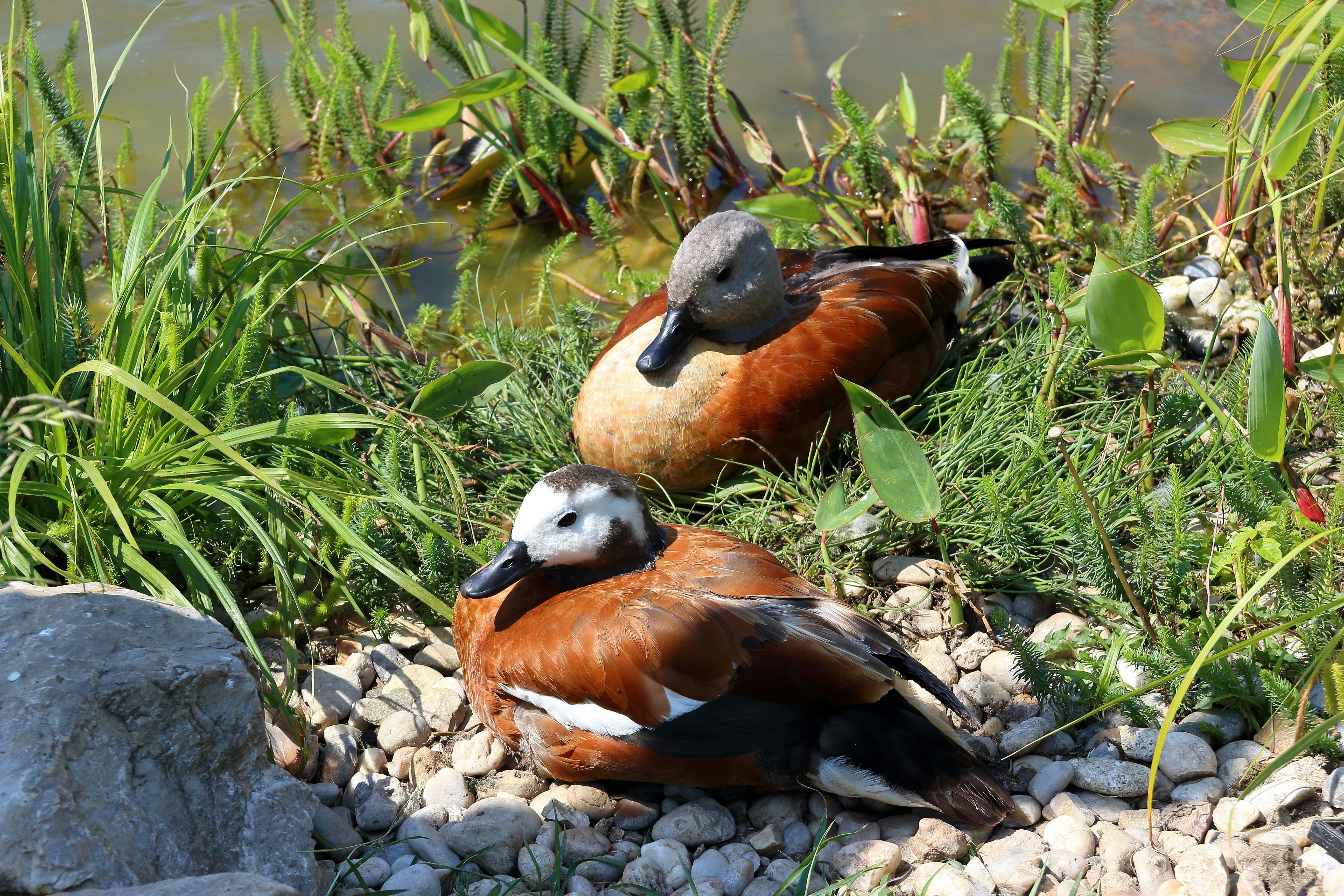Sunlit Duet by the Pebble Shore: Ducks Resting Among Pebbles and Reeds