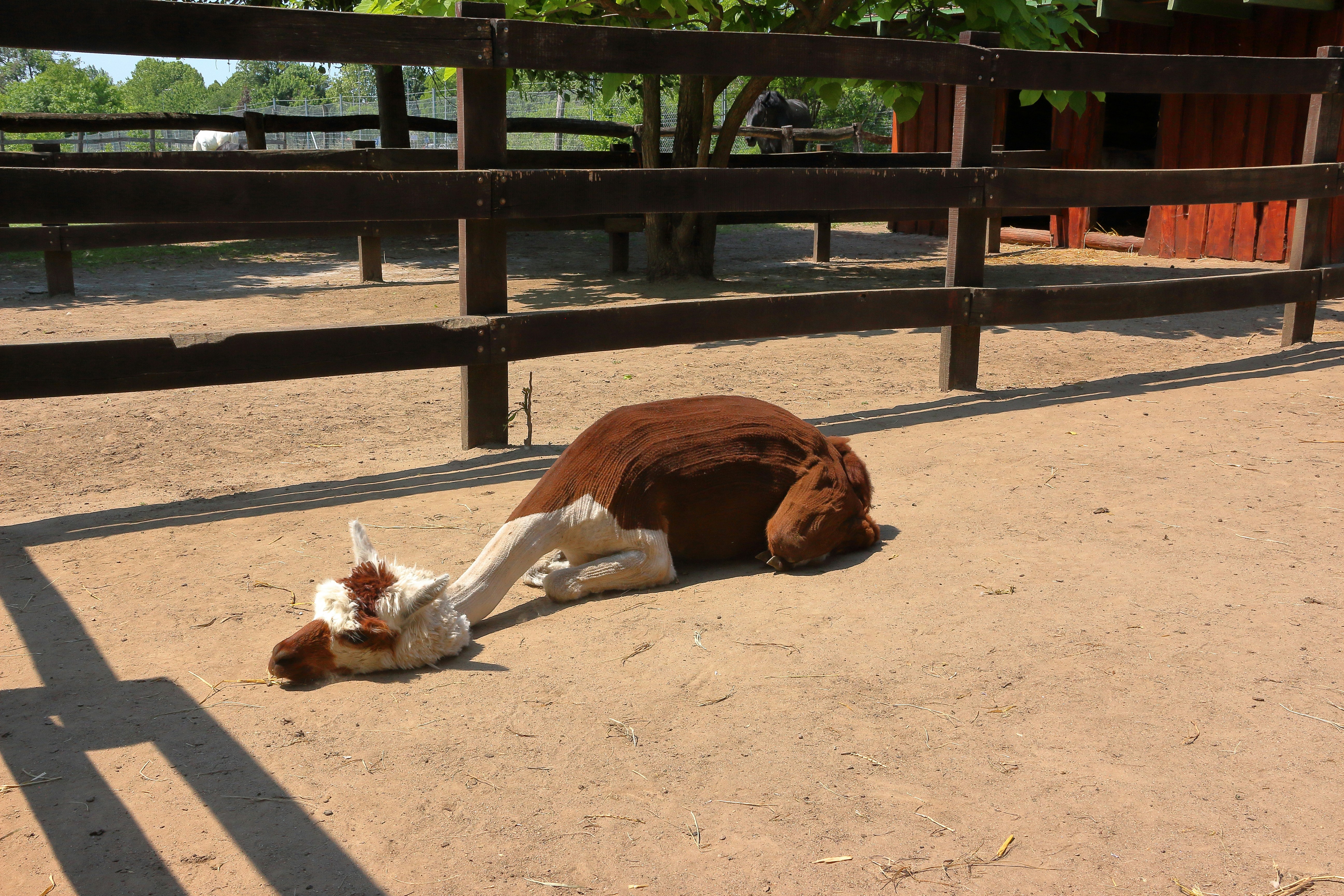 Sunlit Repose: A Brown Horse Resting in a Dusty Paddock