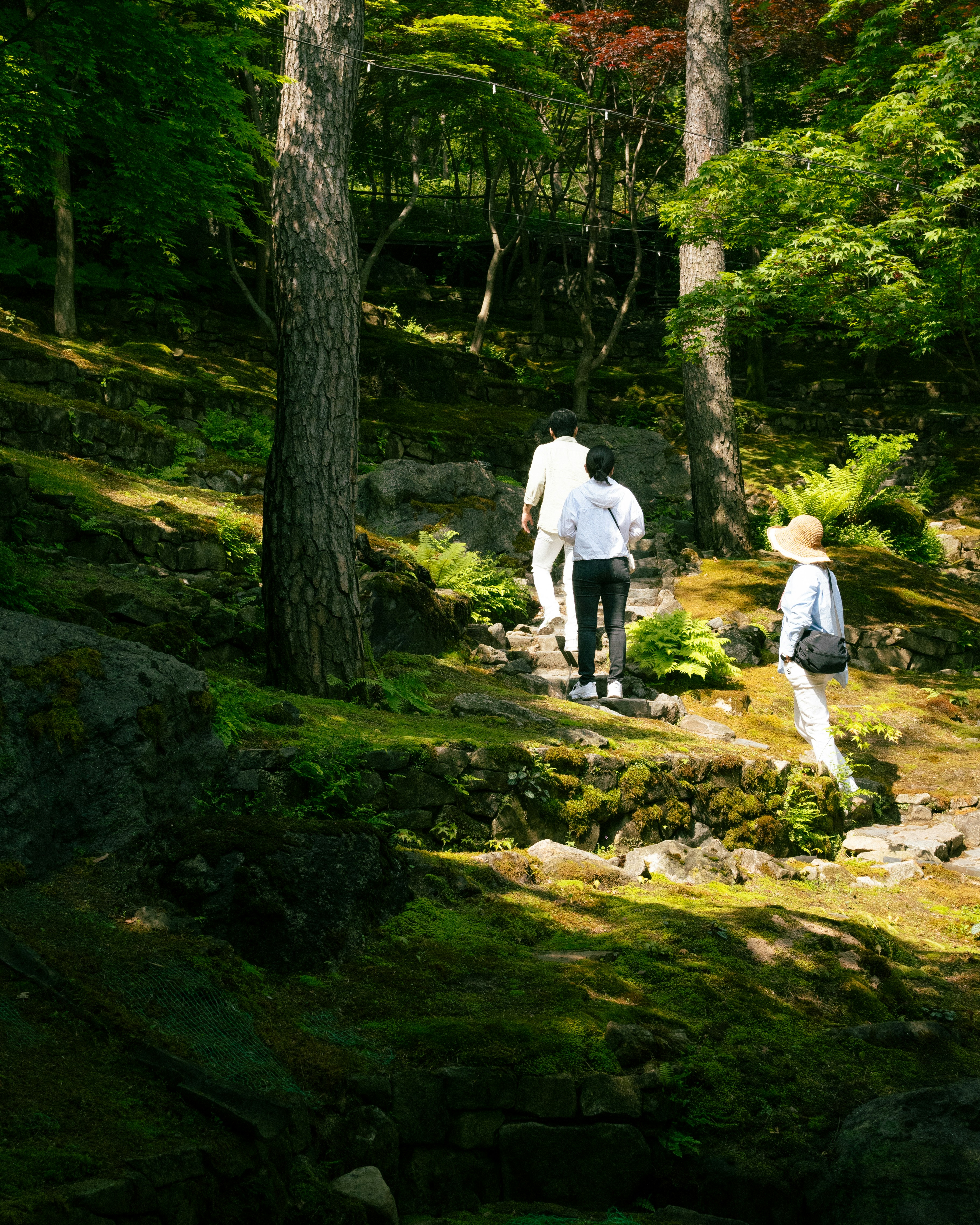 Forest photo shot on Nikon Zfc