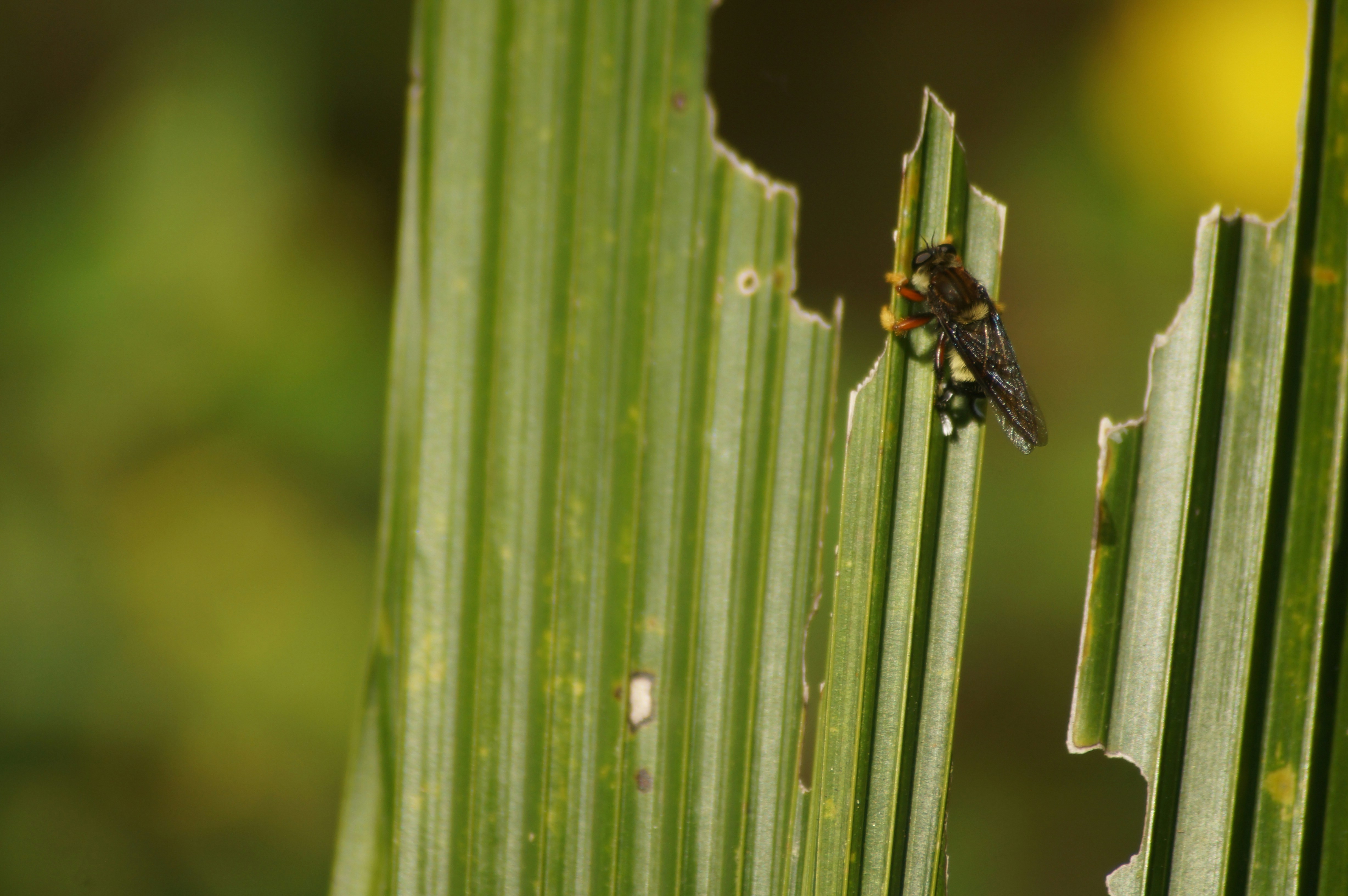 Sentinel on a Frayed Blade: A Tiny Insect in Soft Backlit Detail