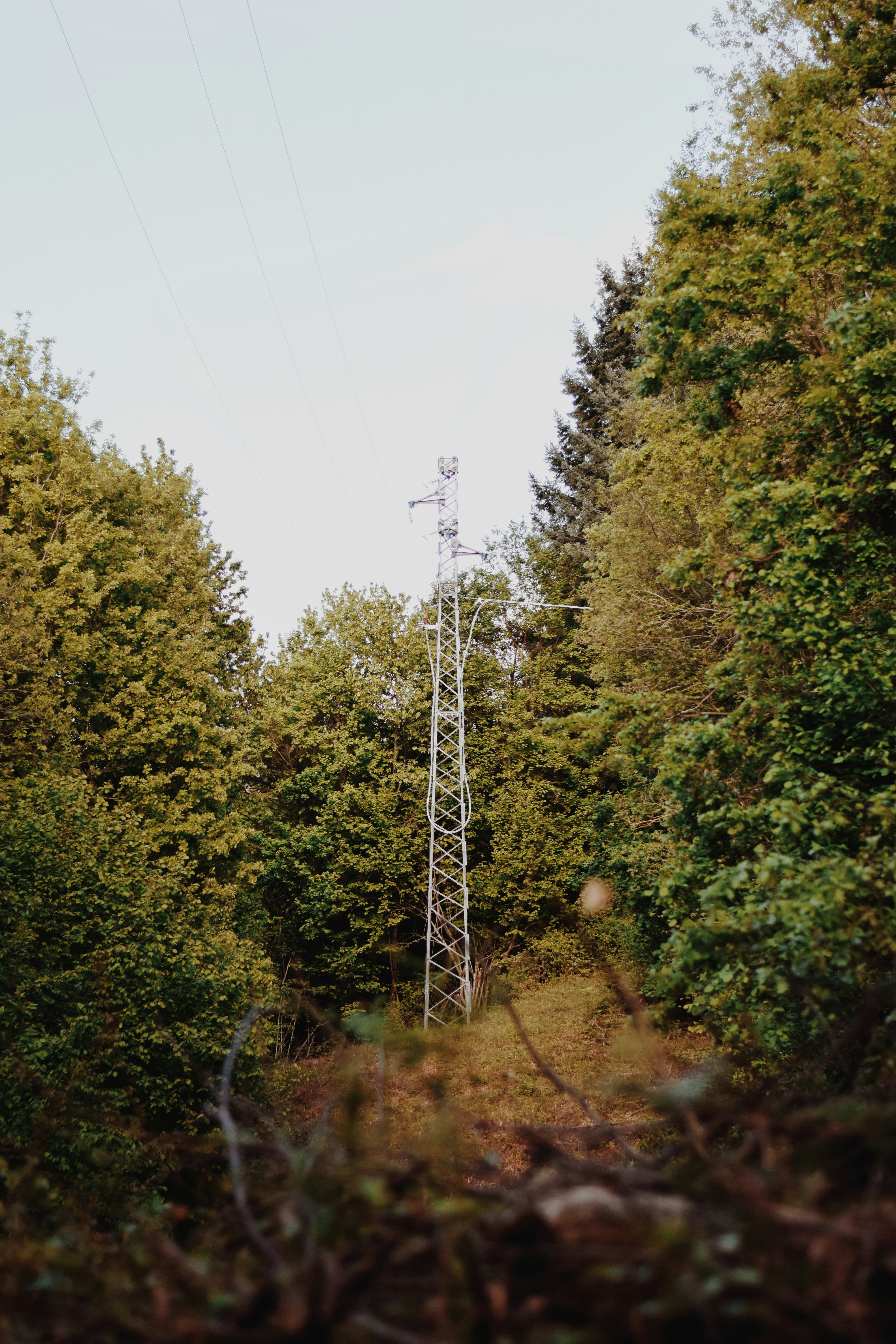 Lattice Sentinel Between Pines