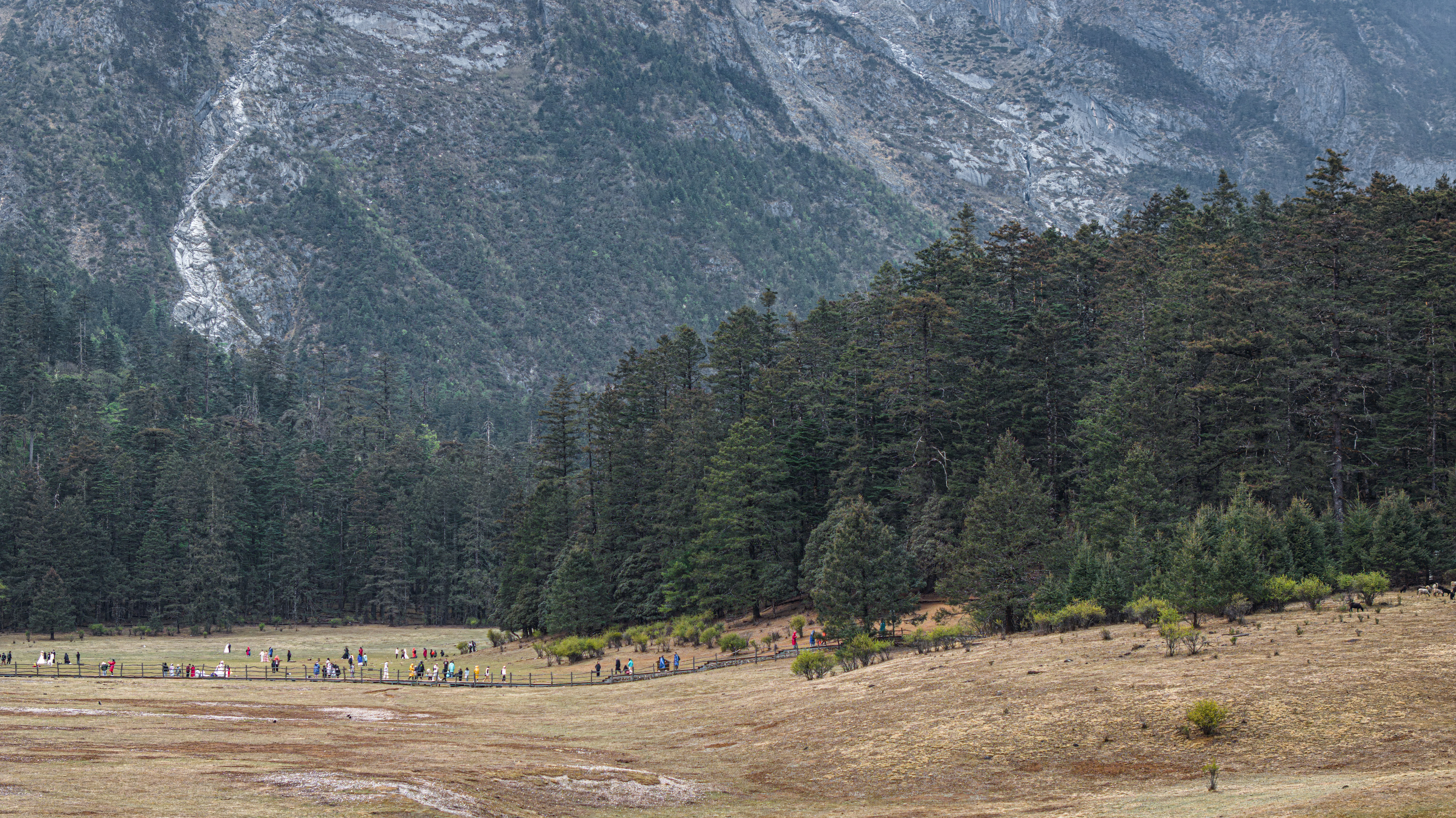 Drone photograph of a grassy meadow bordered by pines with campers along the edge, set before a jagged mountain backdrop.
