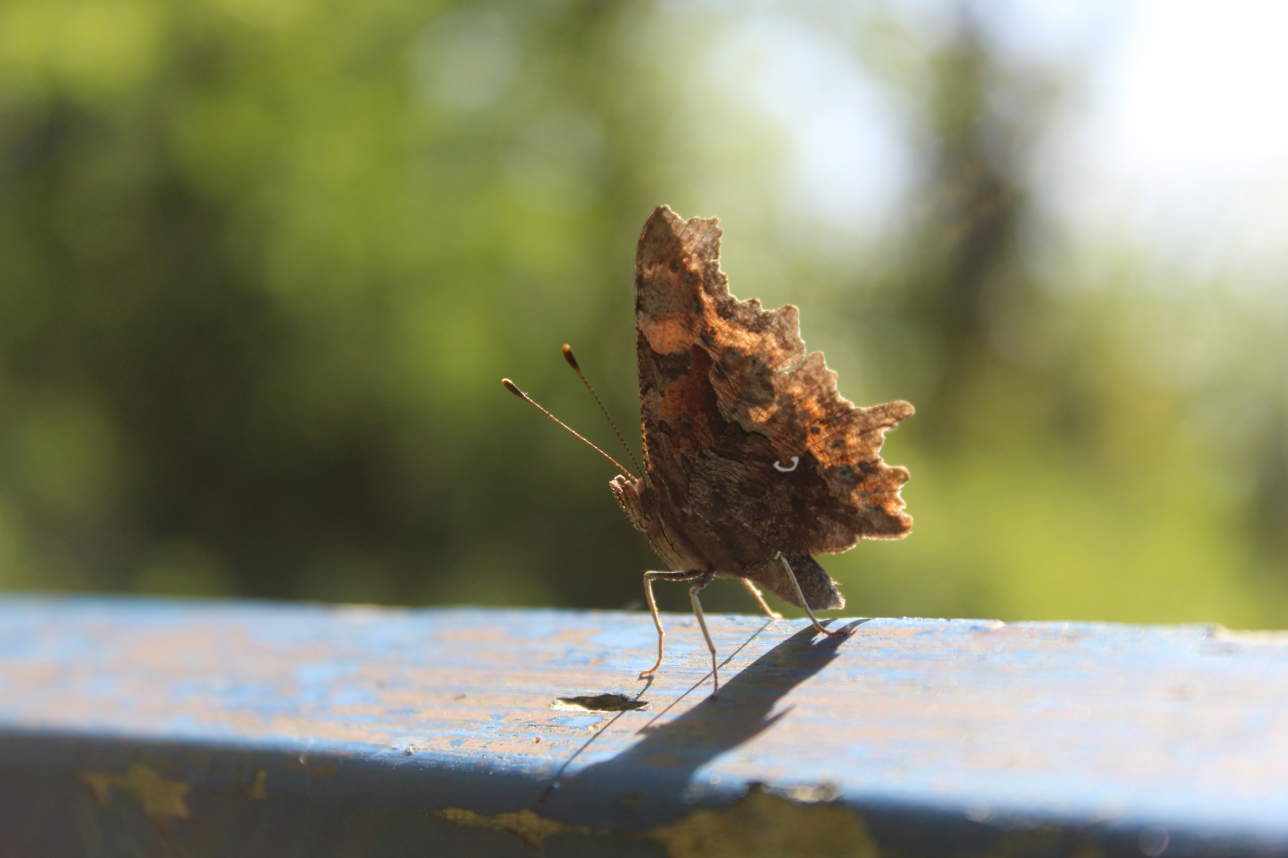 Rust-brown butterfly on a sunlit blue railing
