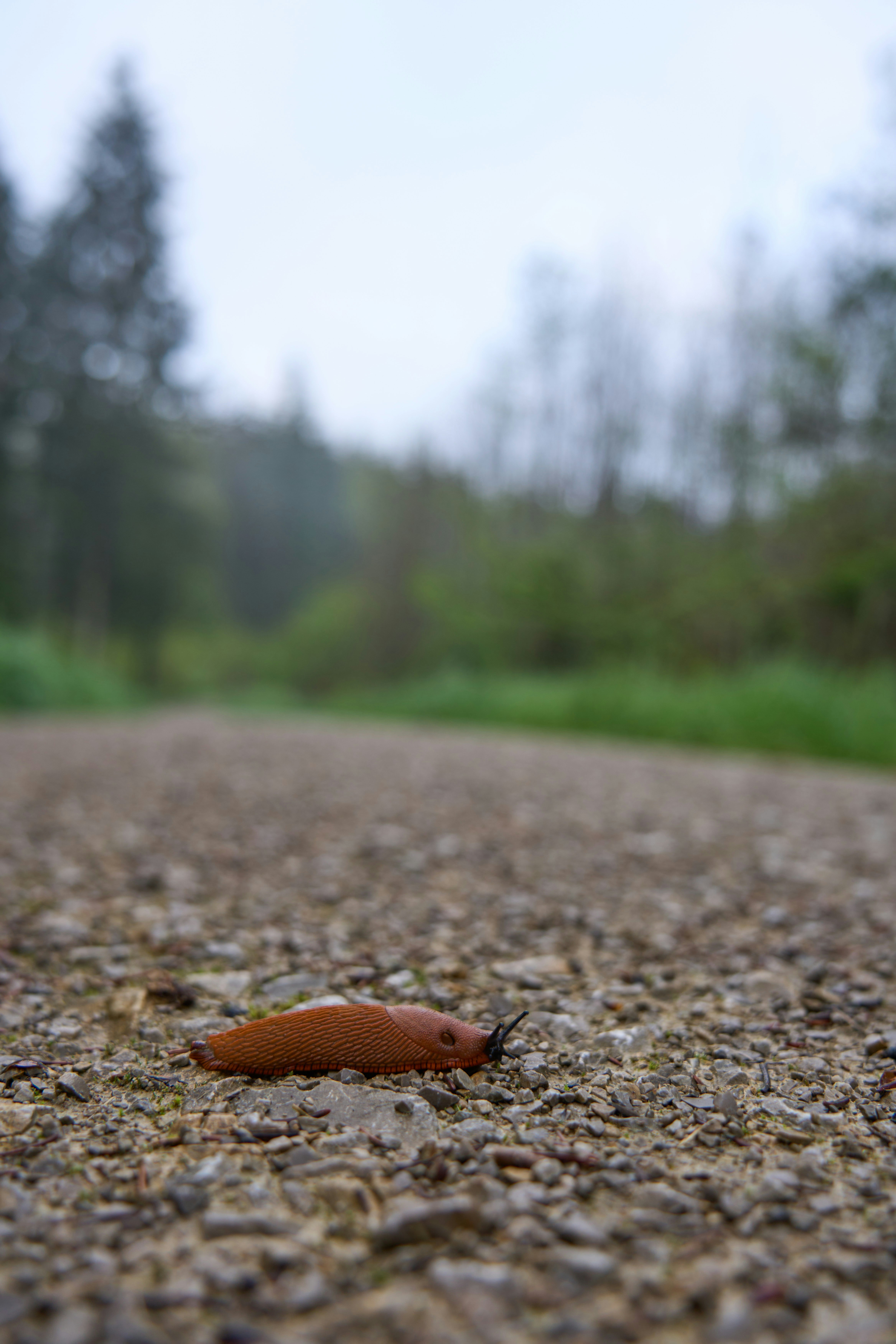 A slug crawling on the ground in the middle of a road photo – Free ...