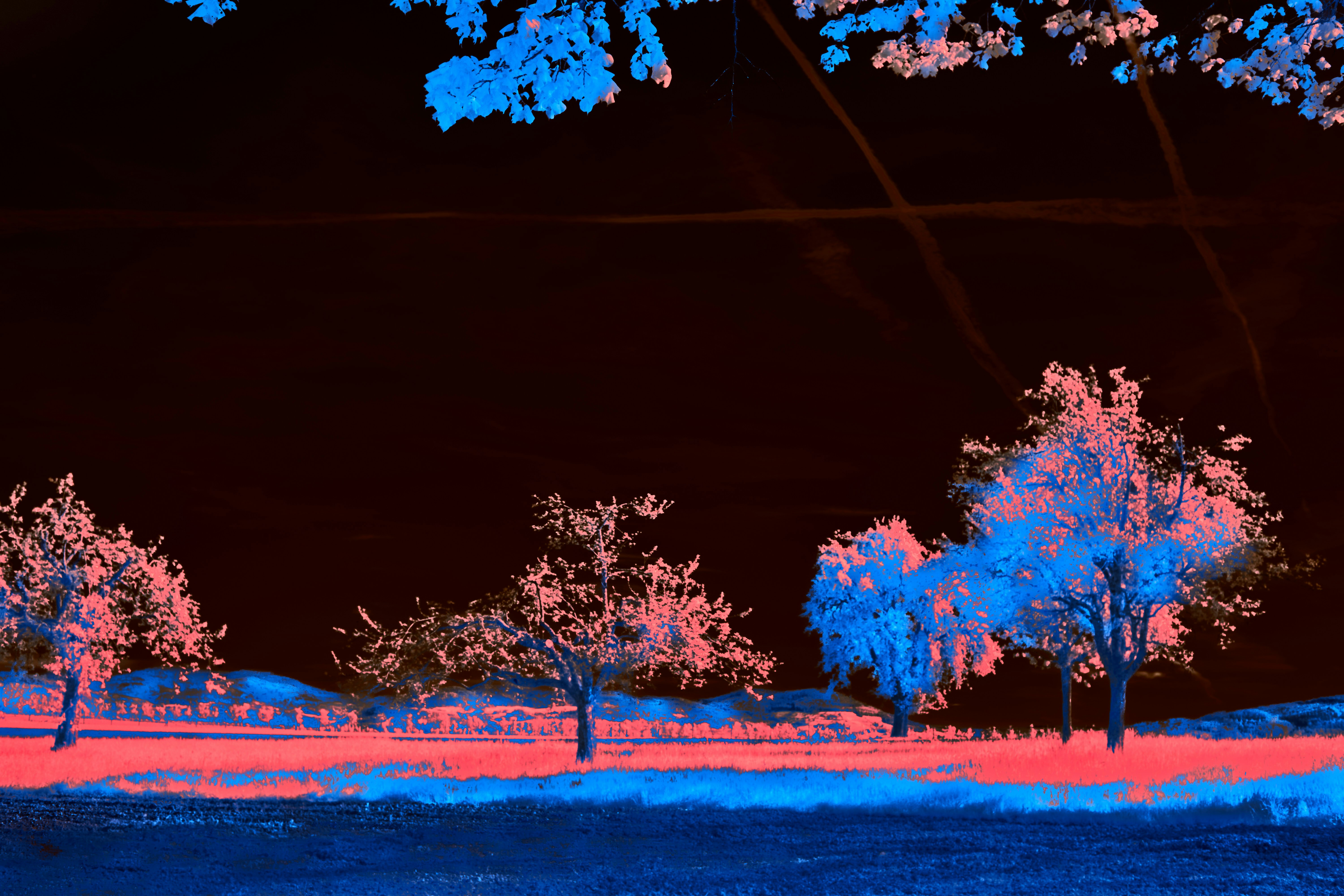 Neon Orchard at Midnight: Pink Canopies Over a Cobalt Field