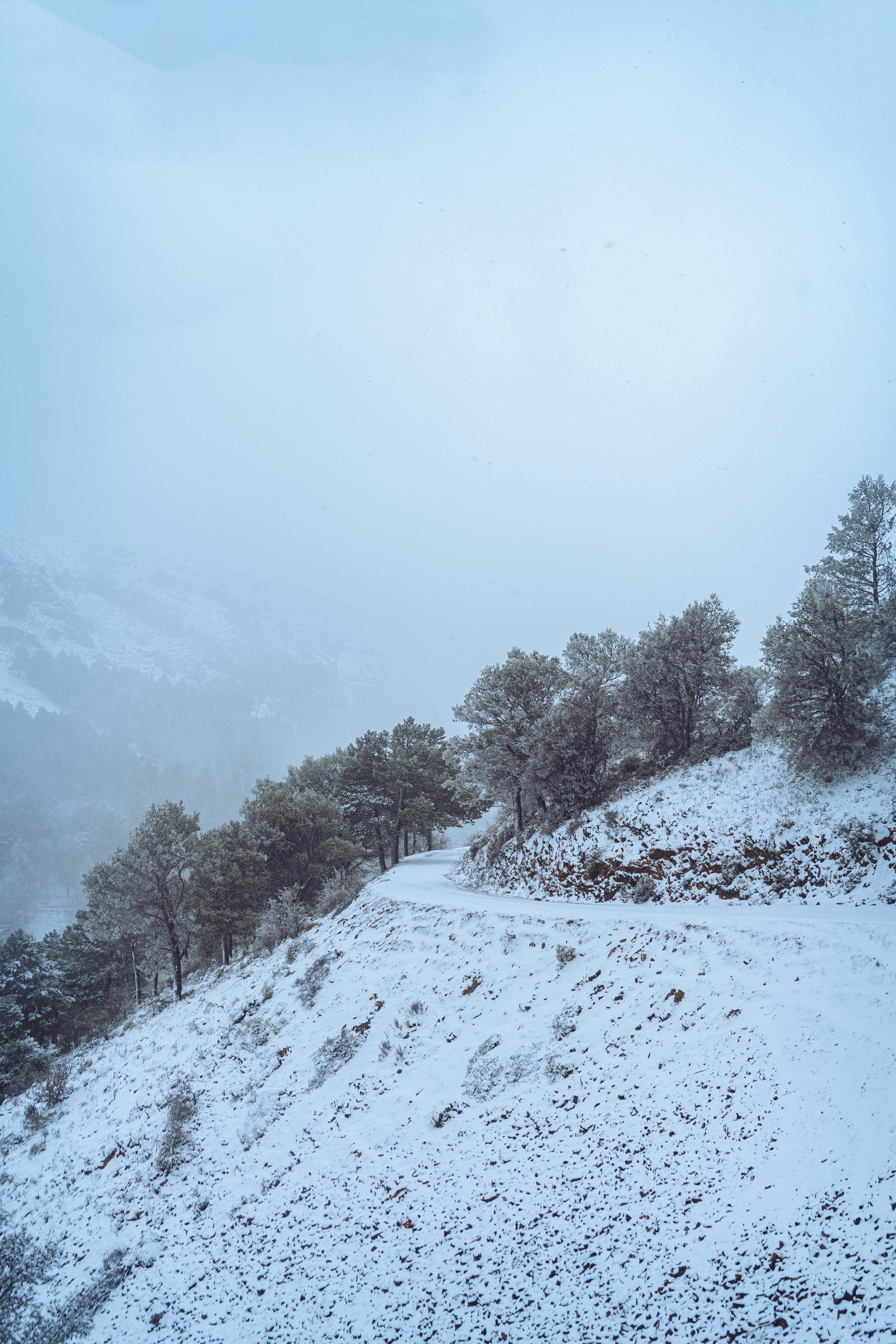 Snow-covered hillside with frosted trees under a pale sky.