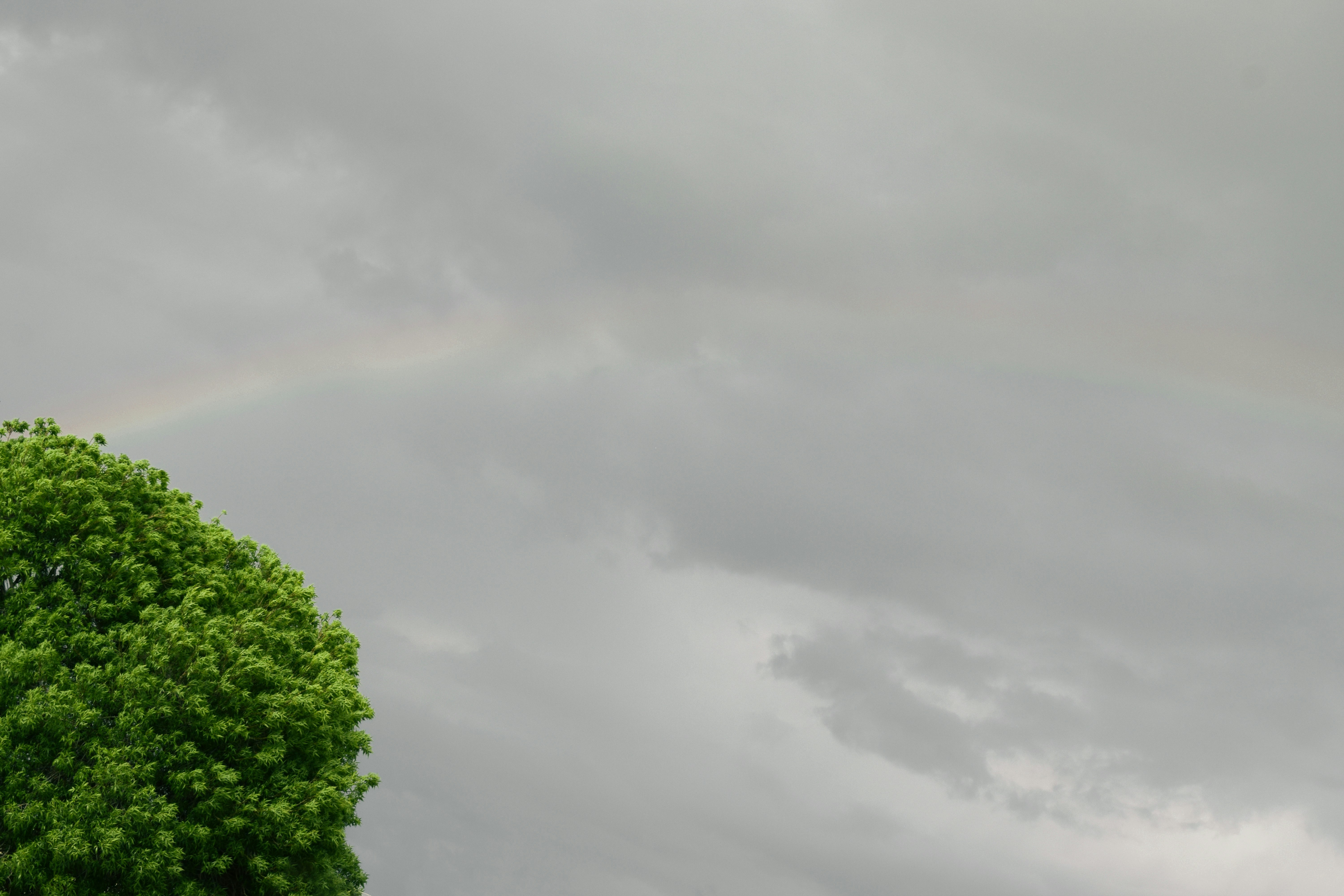 Faint Rainbow Draped Across an Overcast Sky, Framed by a Lush Tree