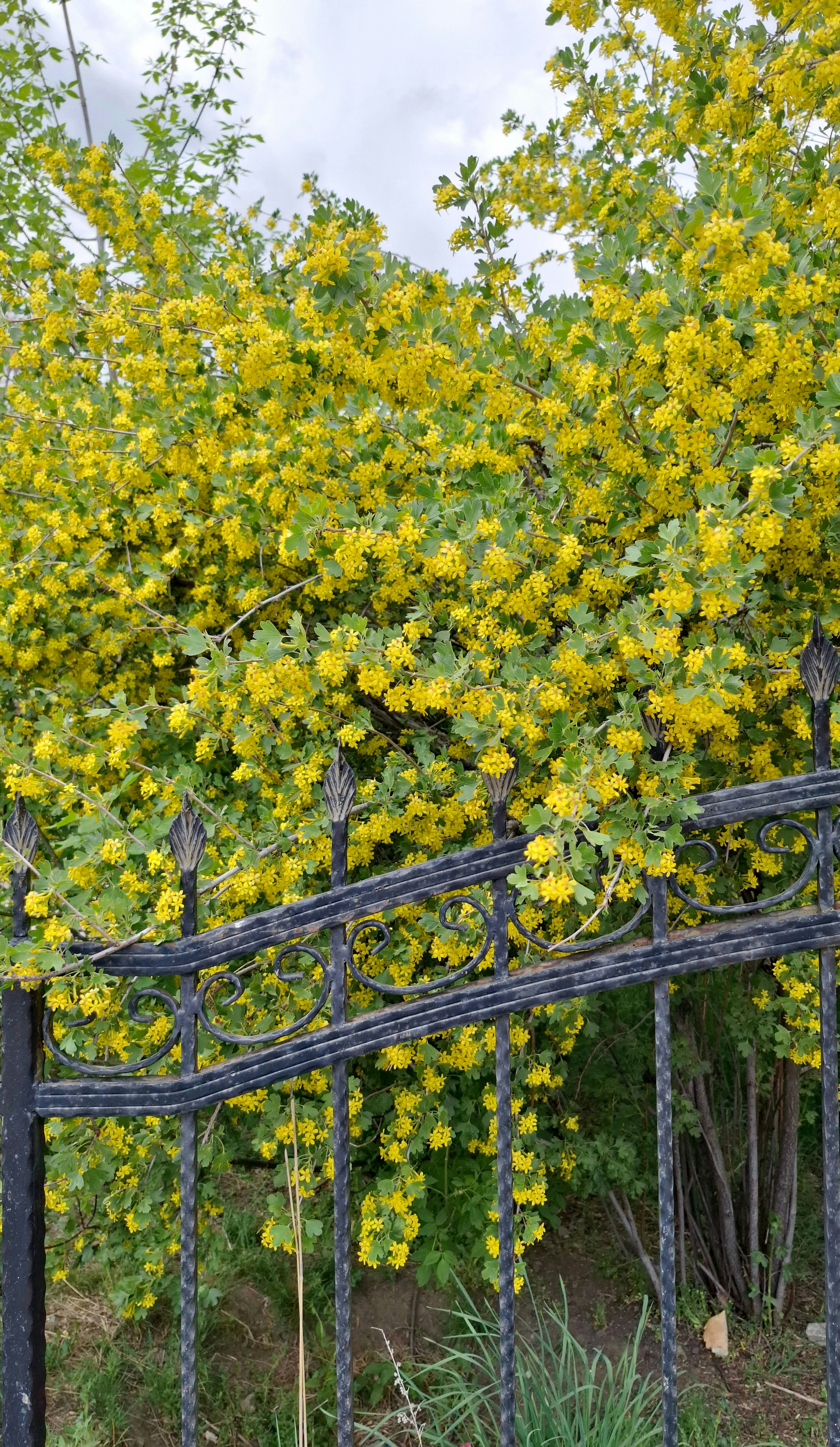 Golden Cascade Behind Ironwork: Forsythia Bloom Over the Fence