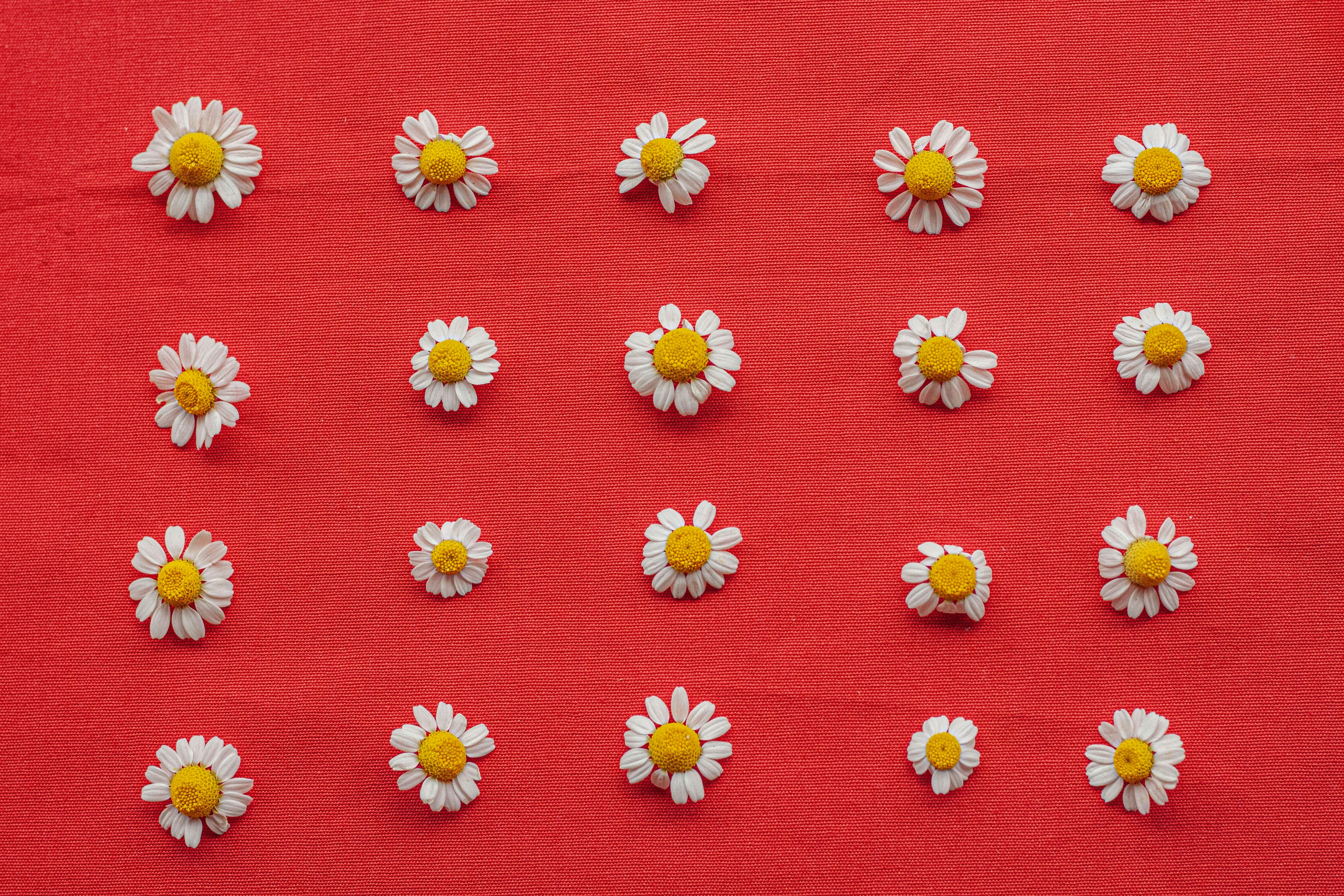 Petal Grid on Tangerine: Daisies Align in Quiet Geometry