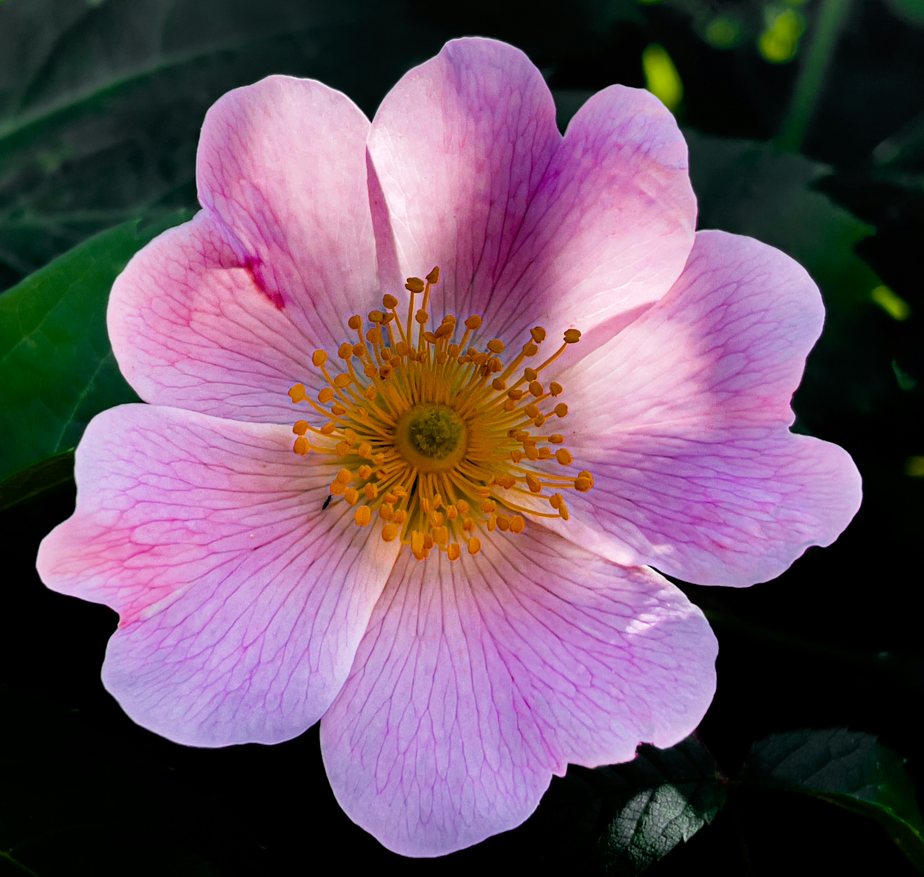 Macro Portrait: Pale Pink Camellia with Radiant Yellow Stamens