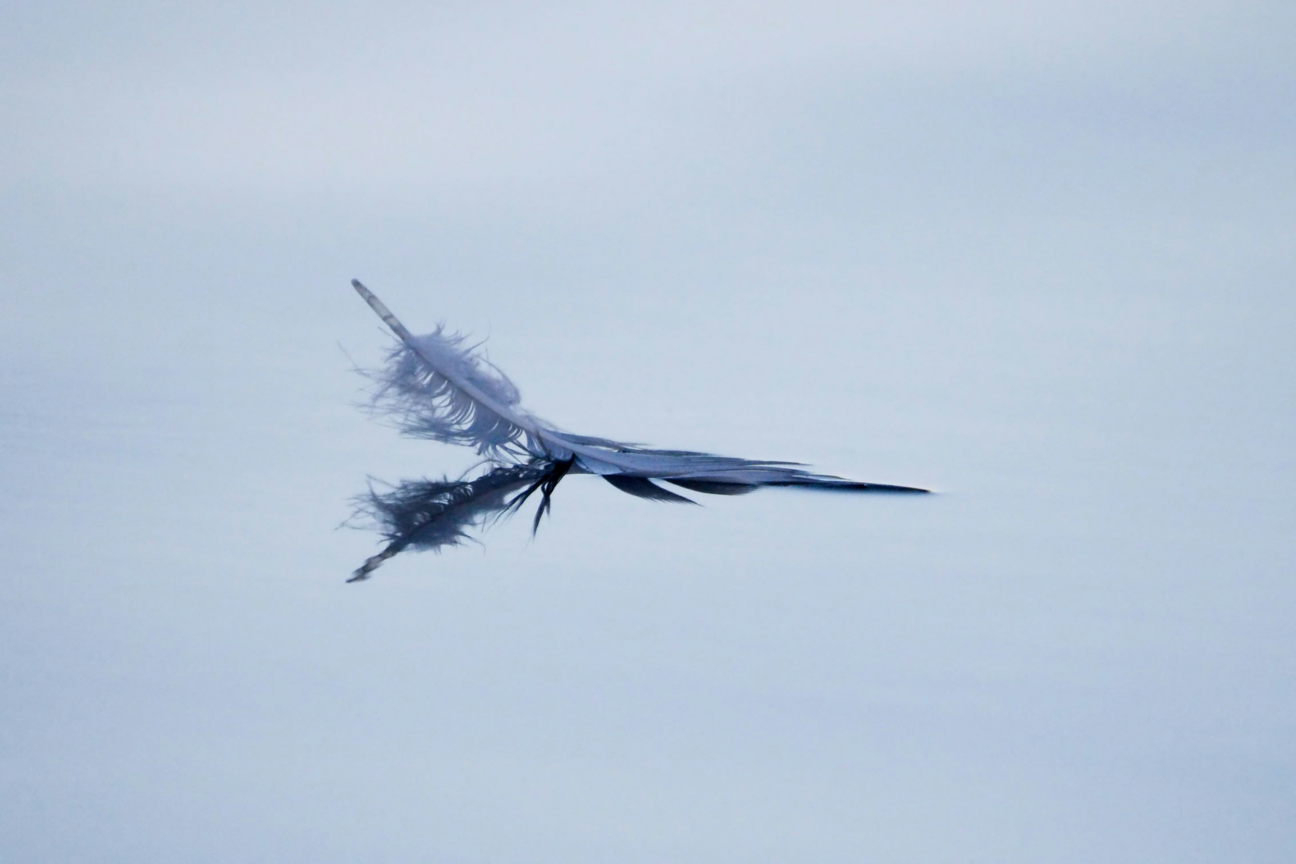 Feathered silhouette skimming an icy horizon