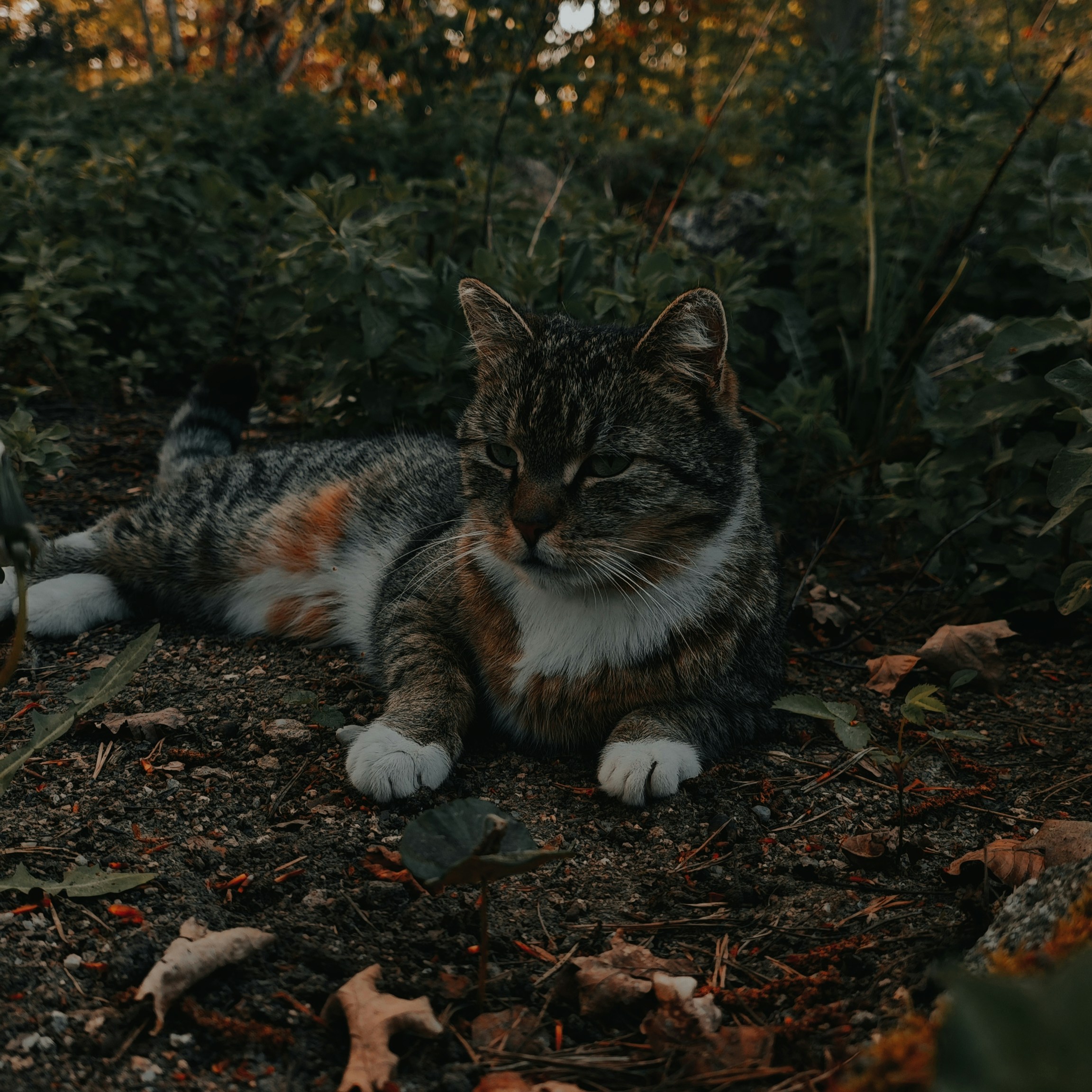 Photograph of a tabby cat lounging on leaf-strewn ground beneath dense foliage in a dim garden setting.