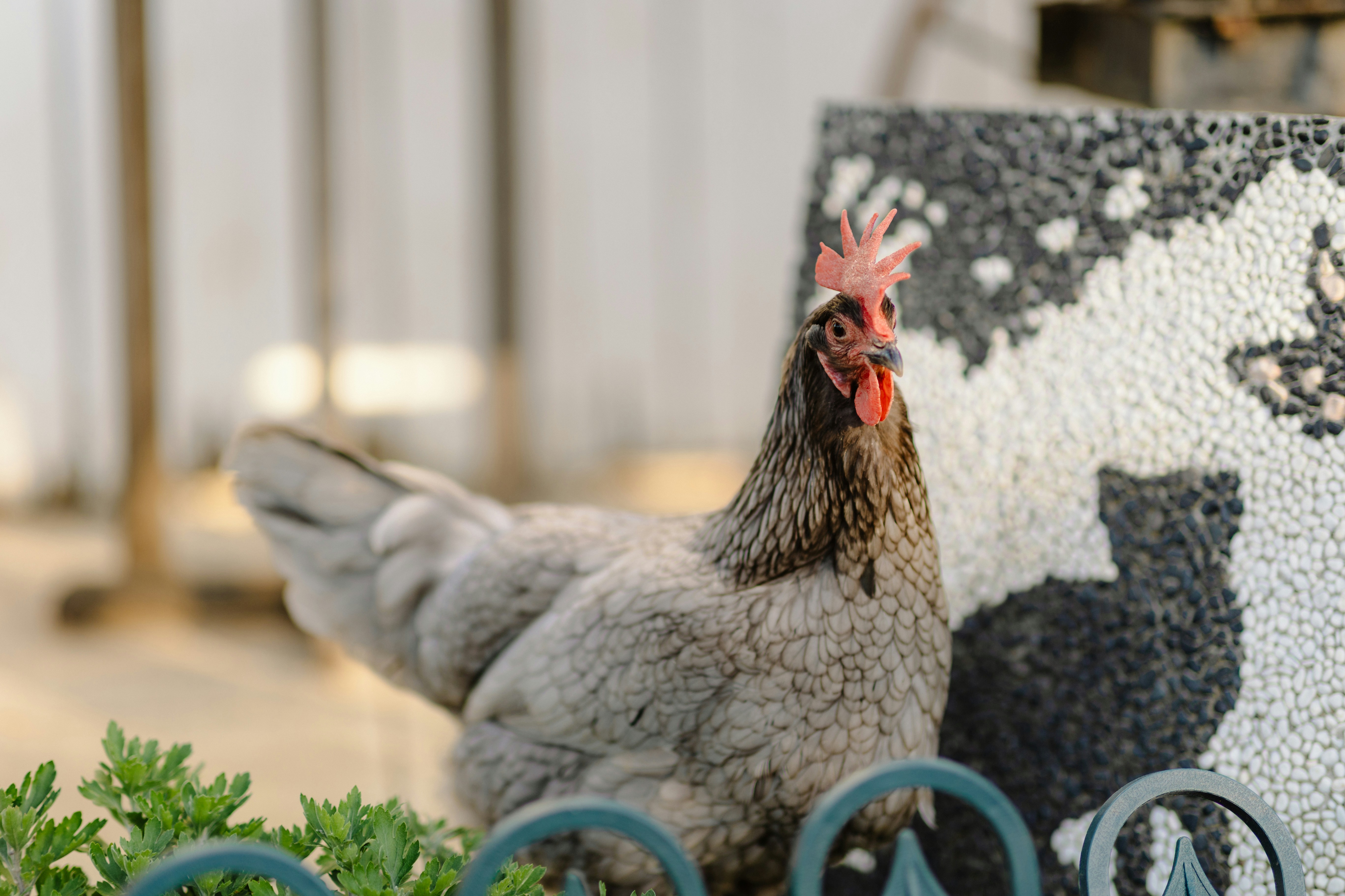 Rooster in Focus: A Curious Hold at the Farm Gate
