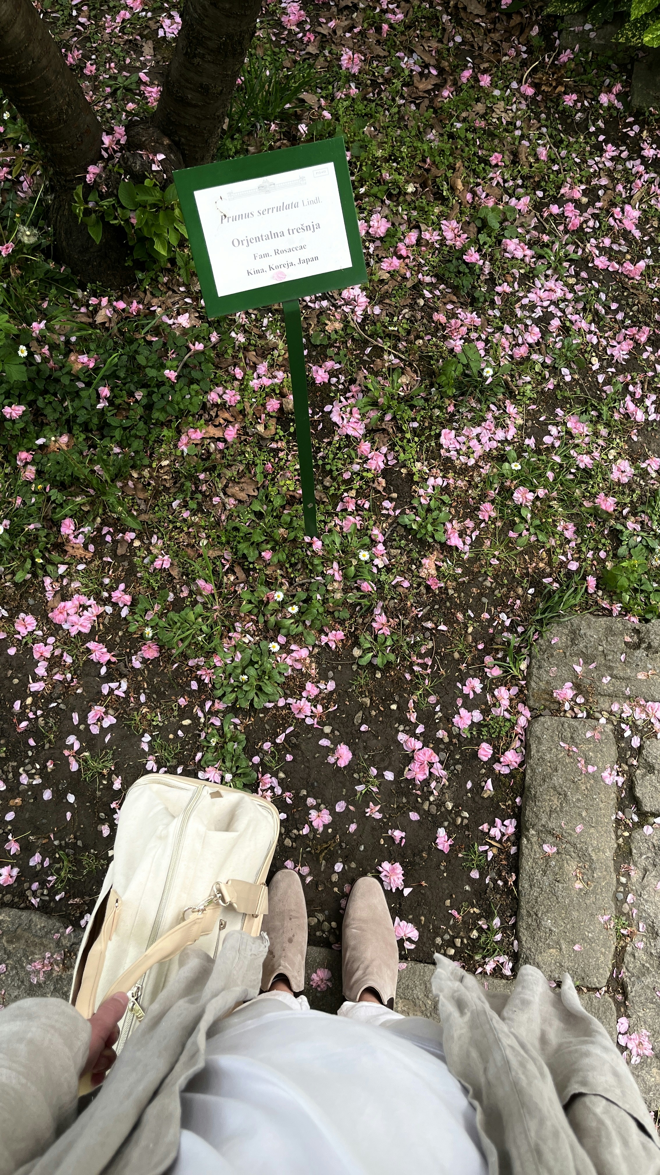 Petal Carpet Under a Green Sign: A Ground-Level Moment