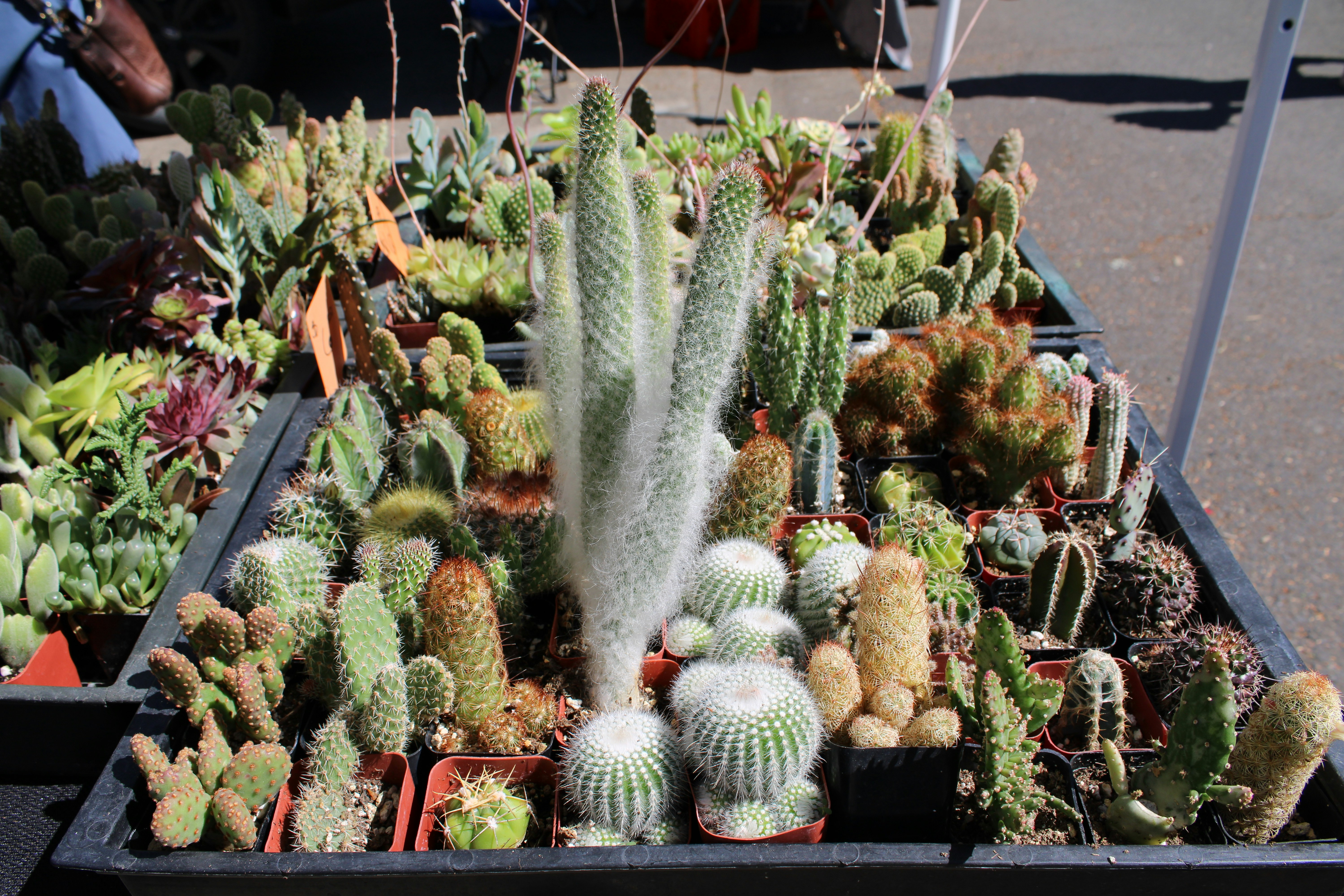 Velvet Monoliths in a Cactus Market