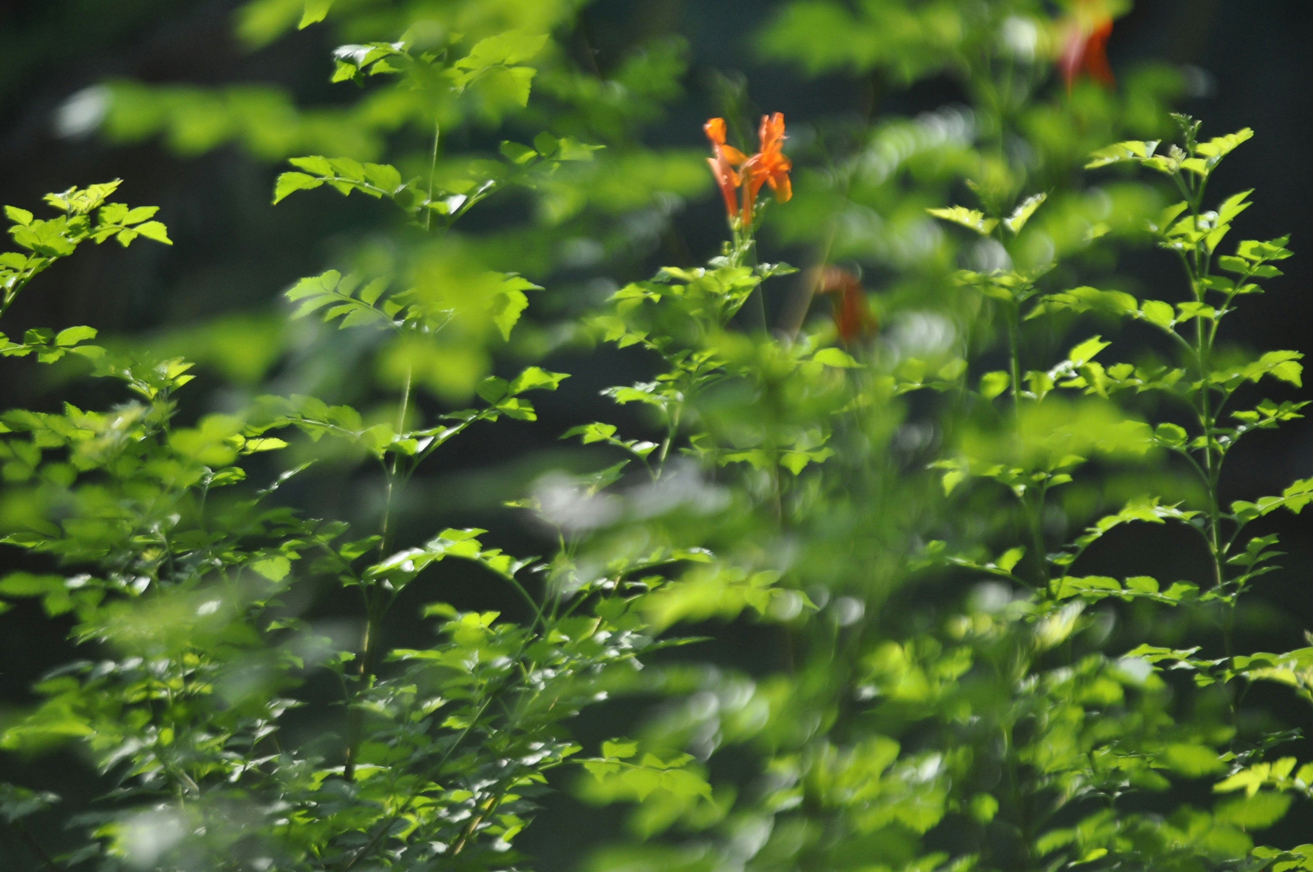 Lone Orange Bloom Pierces a Sea of Green Foliage