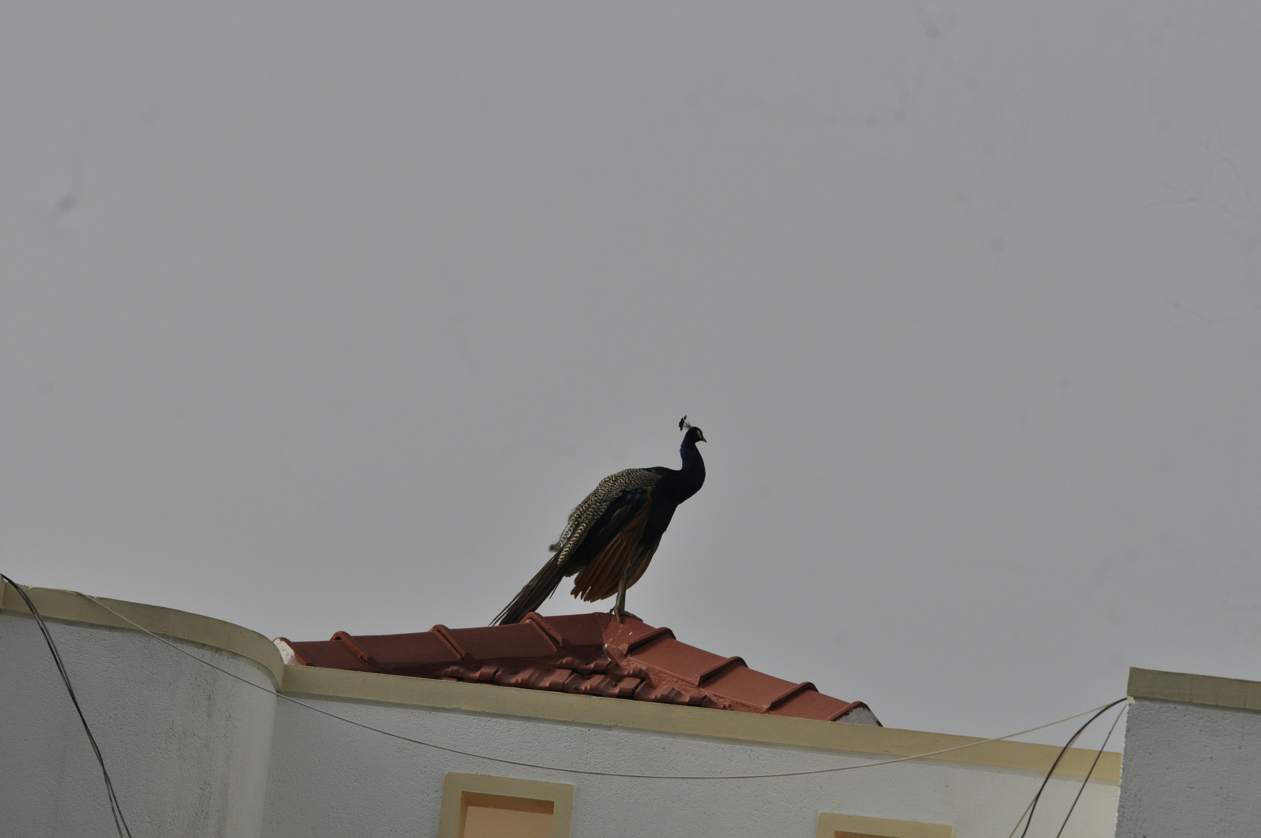 Ridge Sentinel: a lone bird perched on terracotta tiles under a muted sky