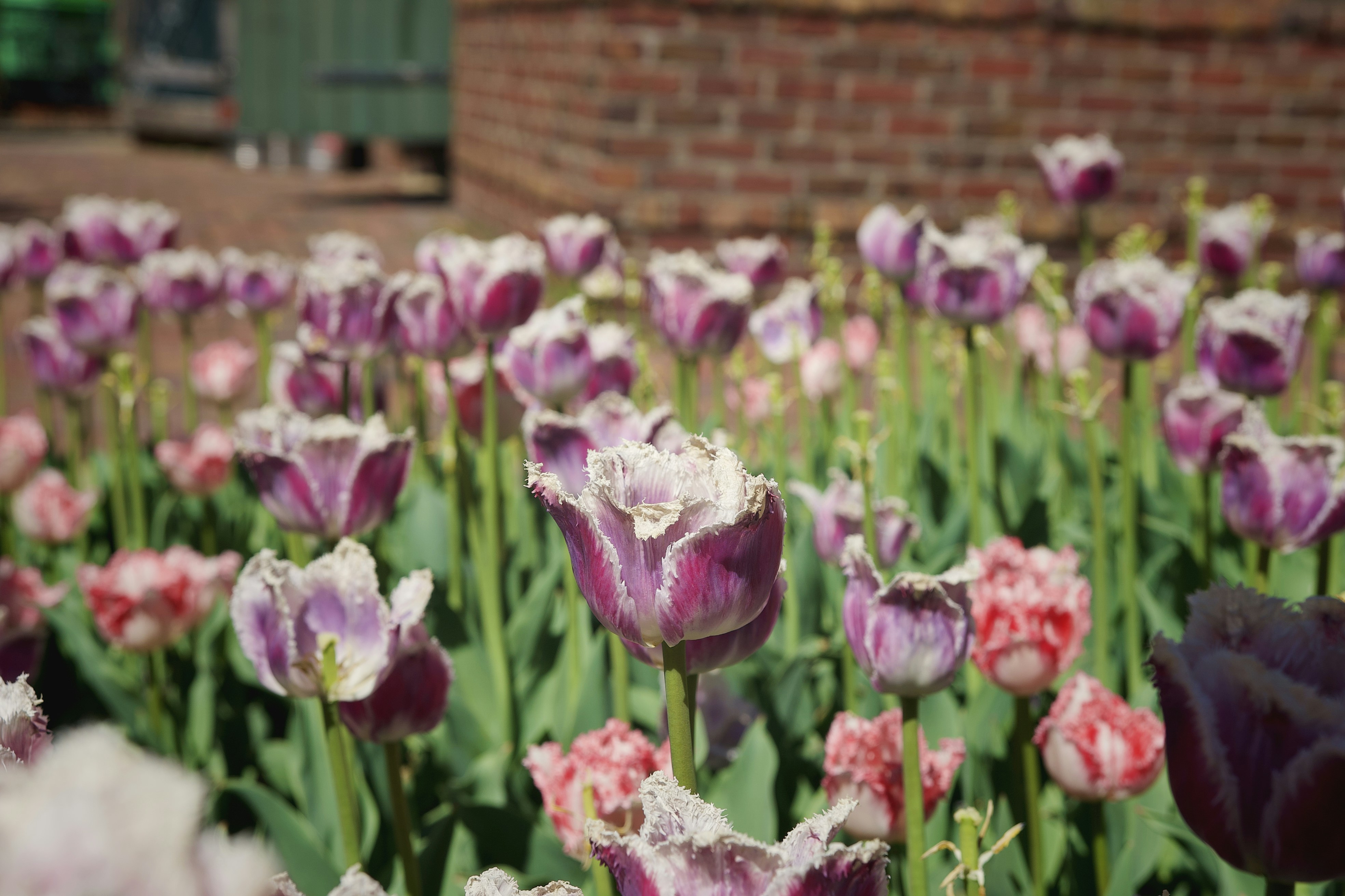 Photo by Brad with Sony Alpha 7 III