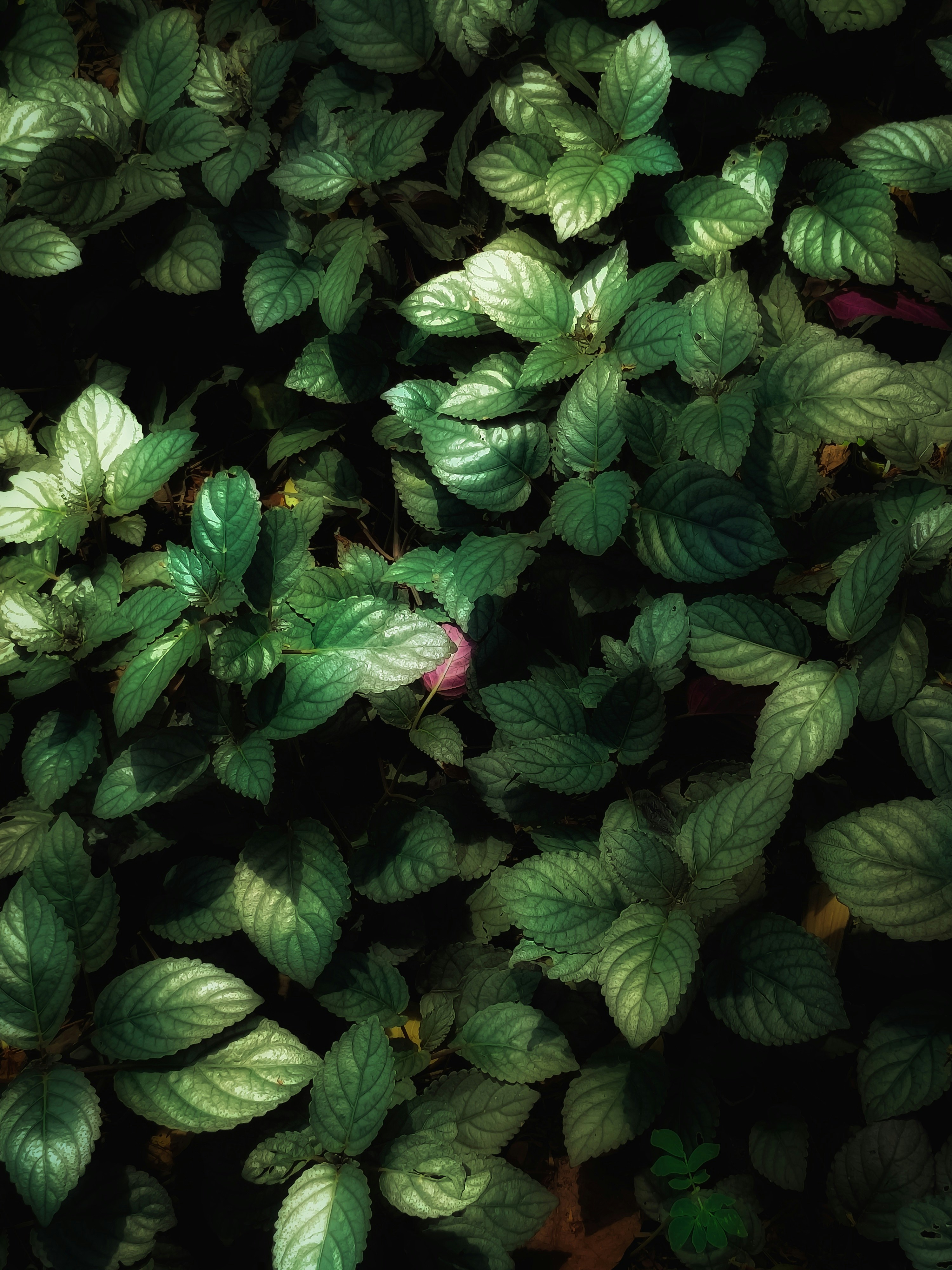 Close-up photograph of glossy, serrated green leaves in a dense cluster, illuminated by dappled light. The shot emphasizes leaf texture and natural depth of field in foliage.