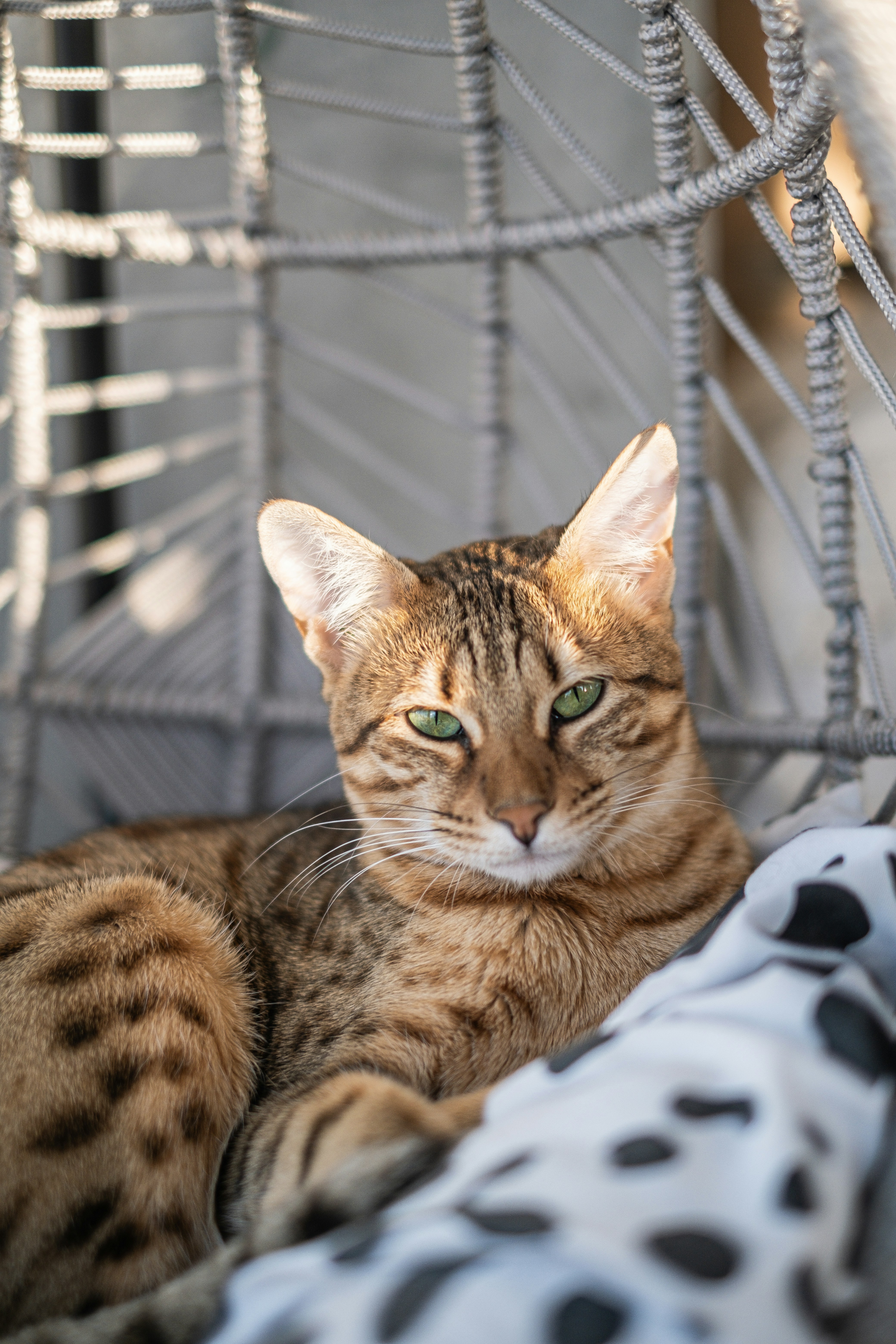 Green-Eyed Tabby Rest Among Rope Weaves