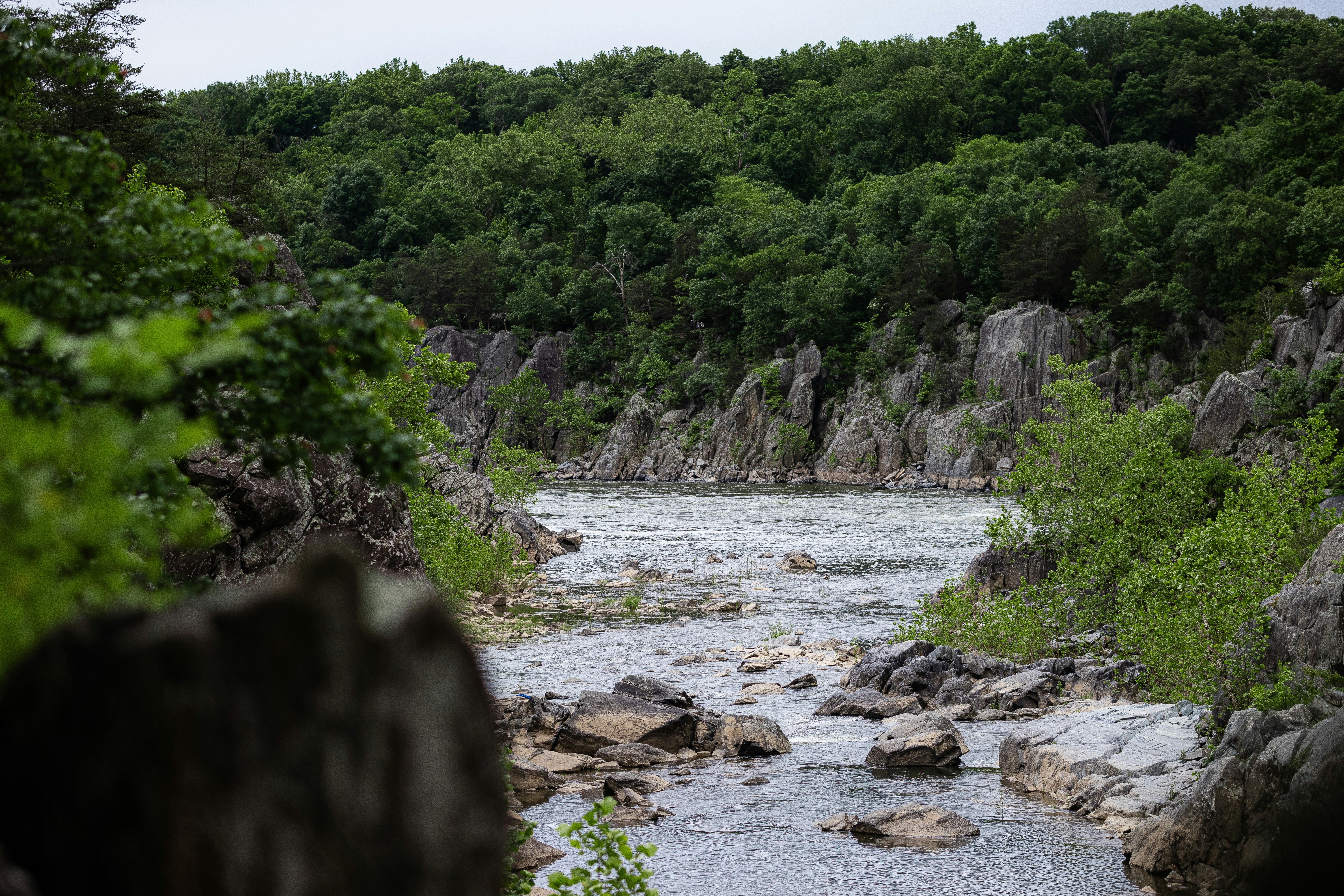 River winding through a dense, green forest with rocky banks.