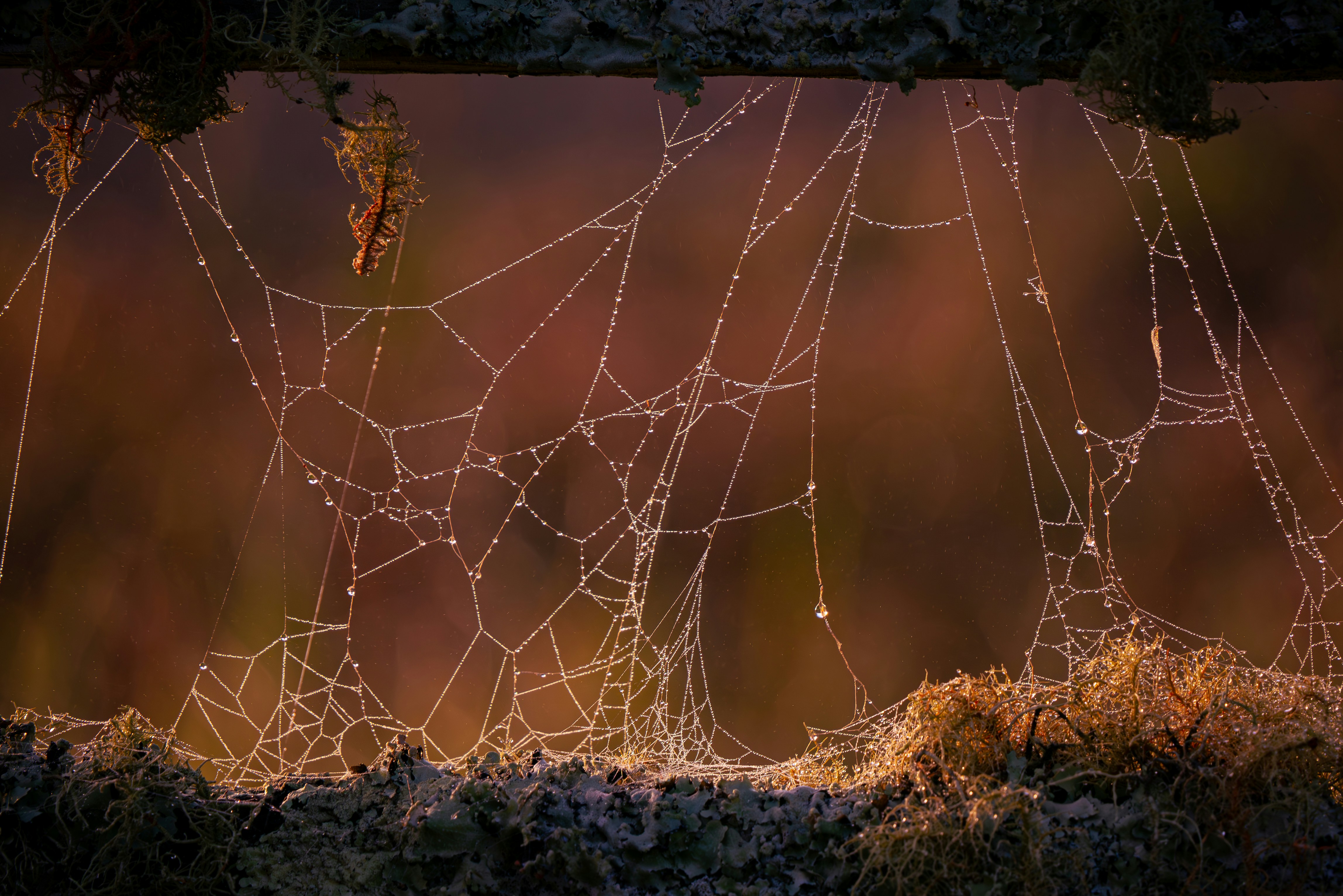 Dew-Lace at Dusk: A Spider Web’s Quiet Geometry