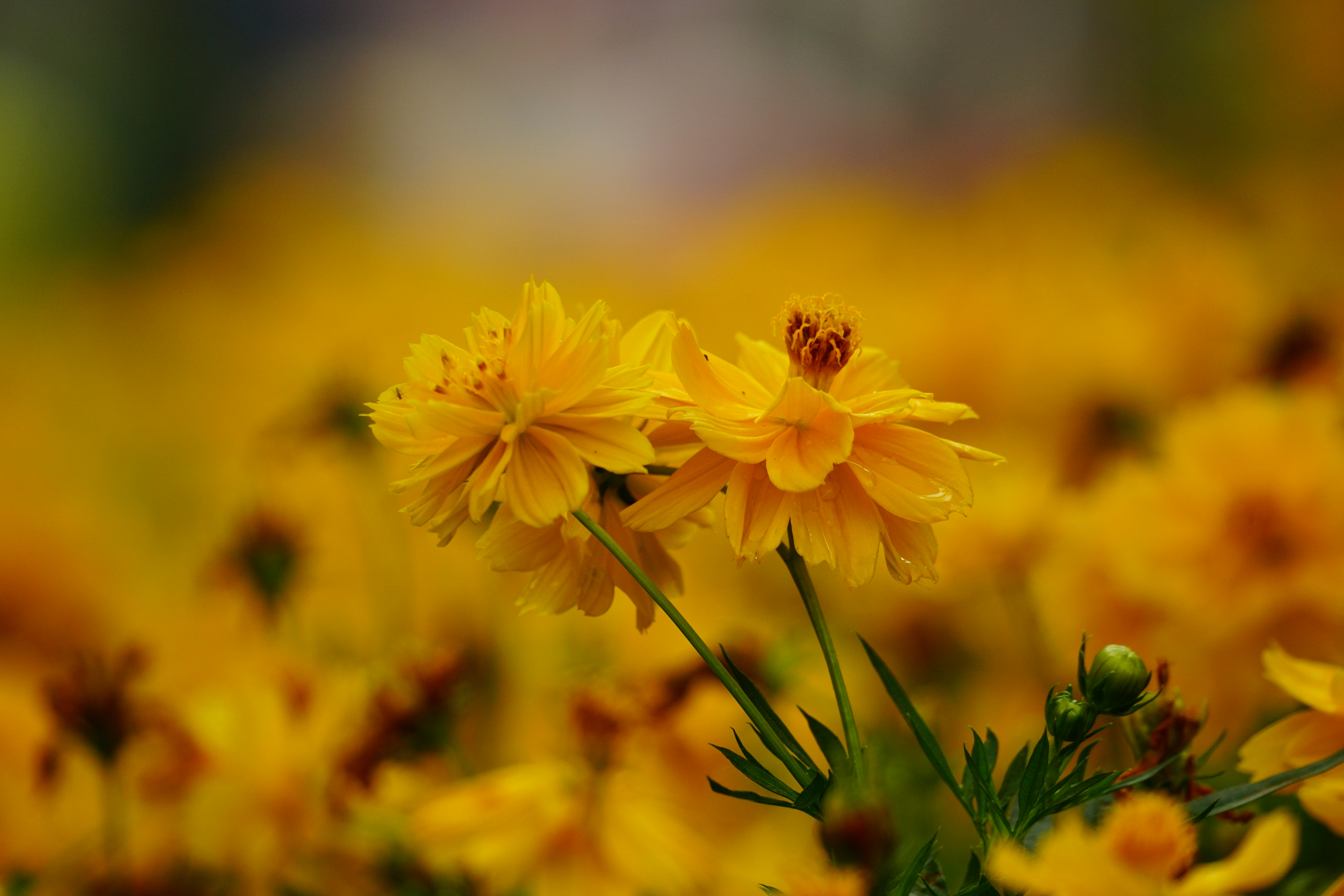 Golden Bloom in a Sea of Sunshine