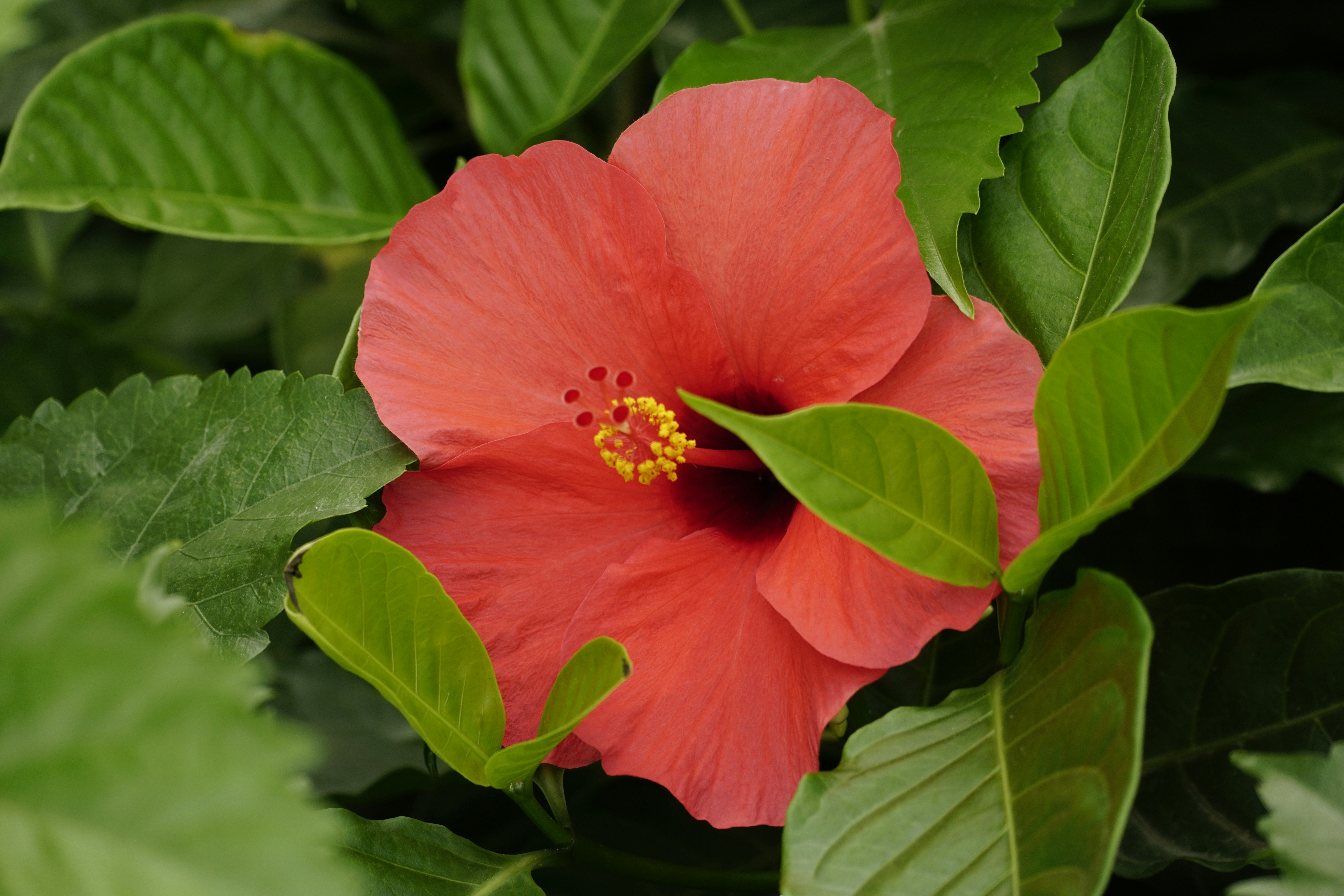 Coral Hibiscus Emerging Through a Leafy Green Veil