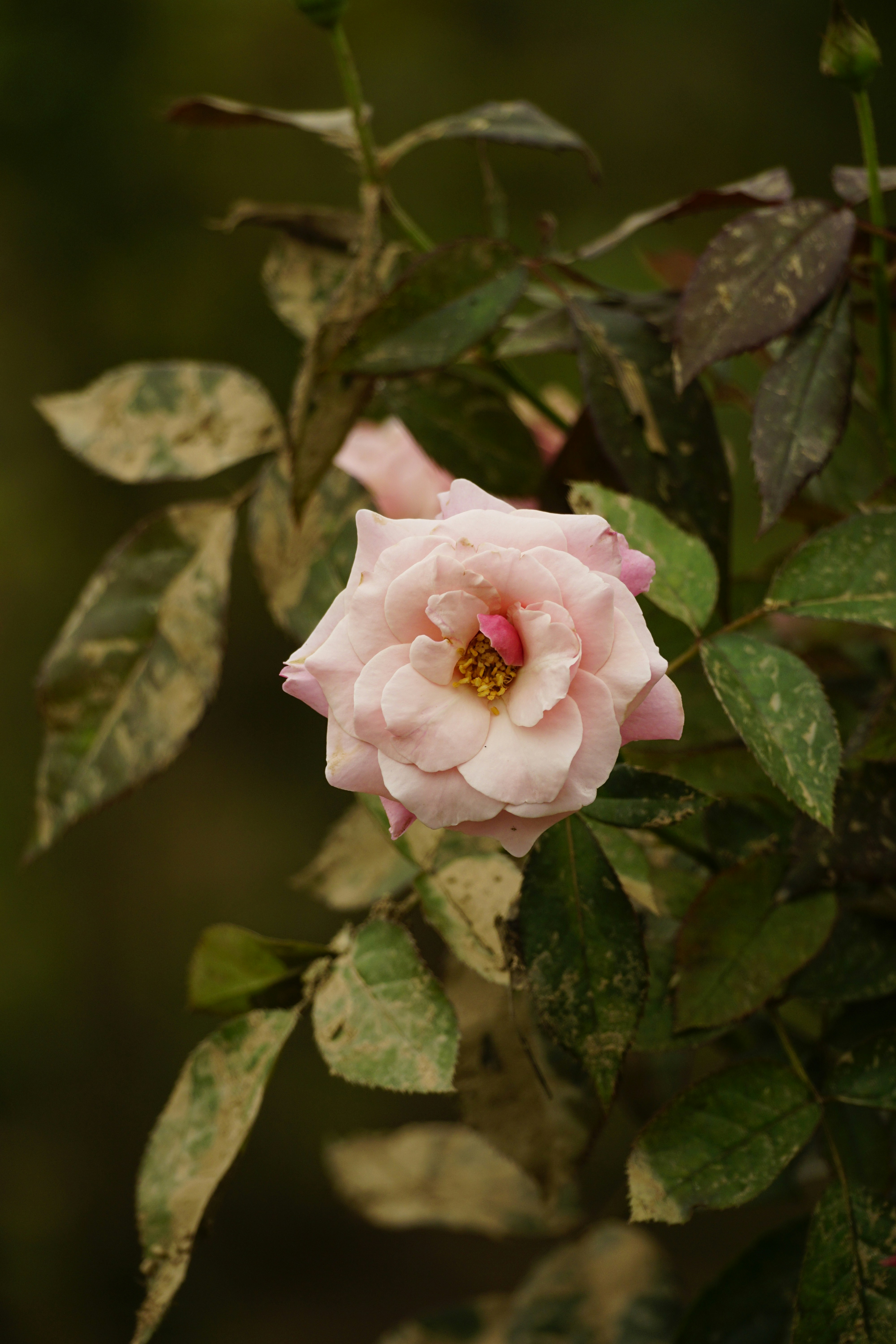 Photo by Duy Le Duc with Sony Alpha 6000