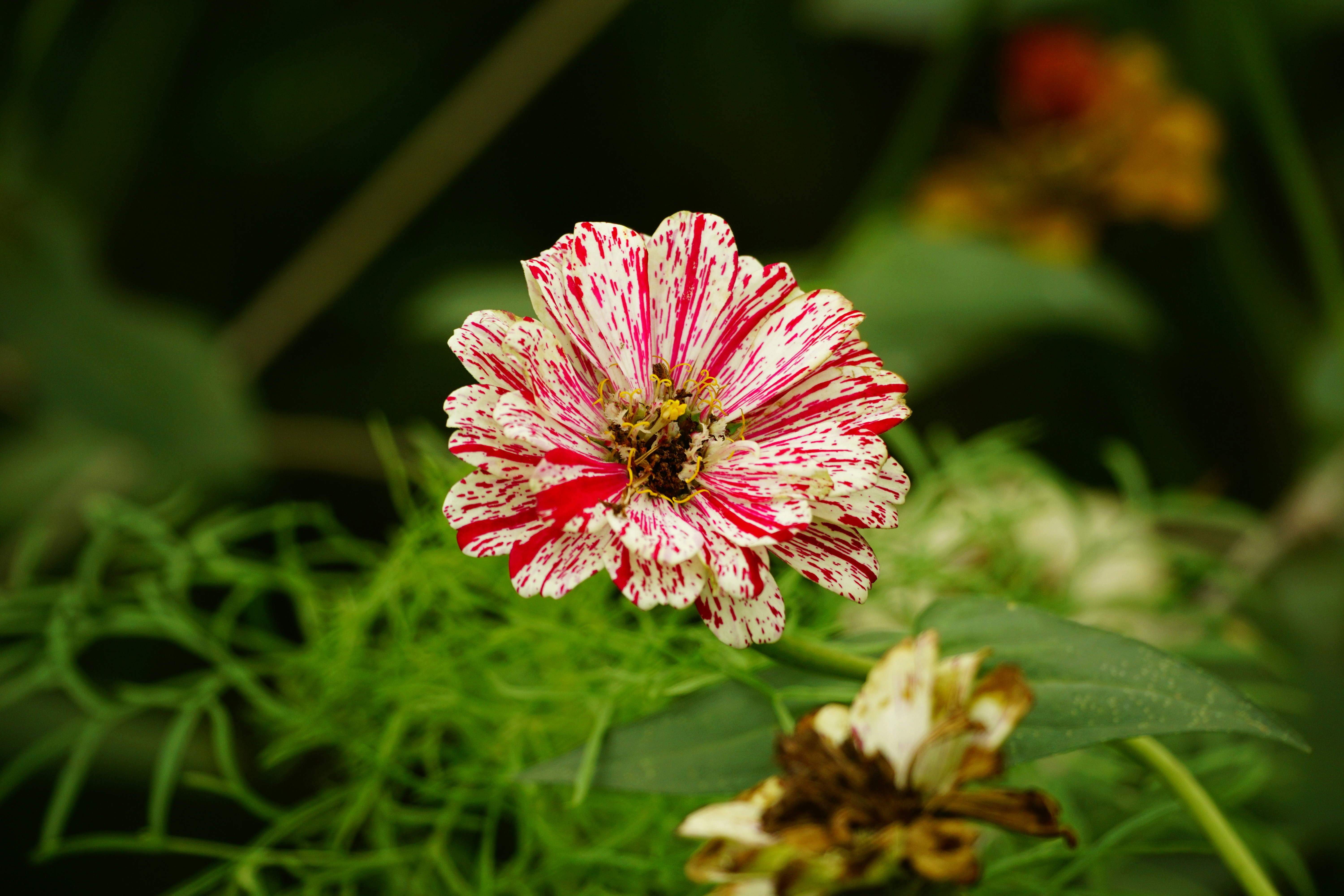 Crimson Stripes on a White Bloom in a Quiet Garden