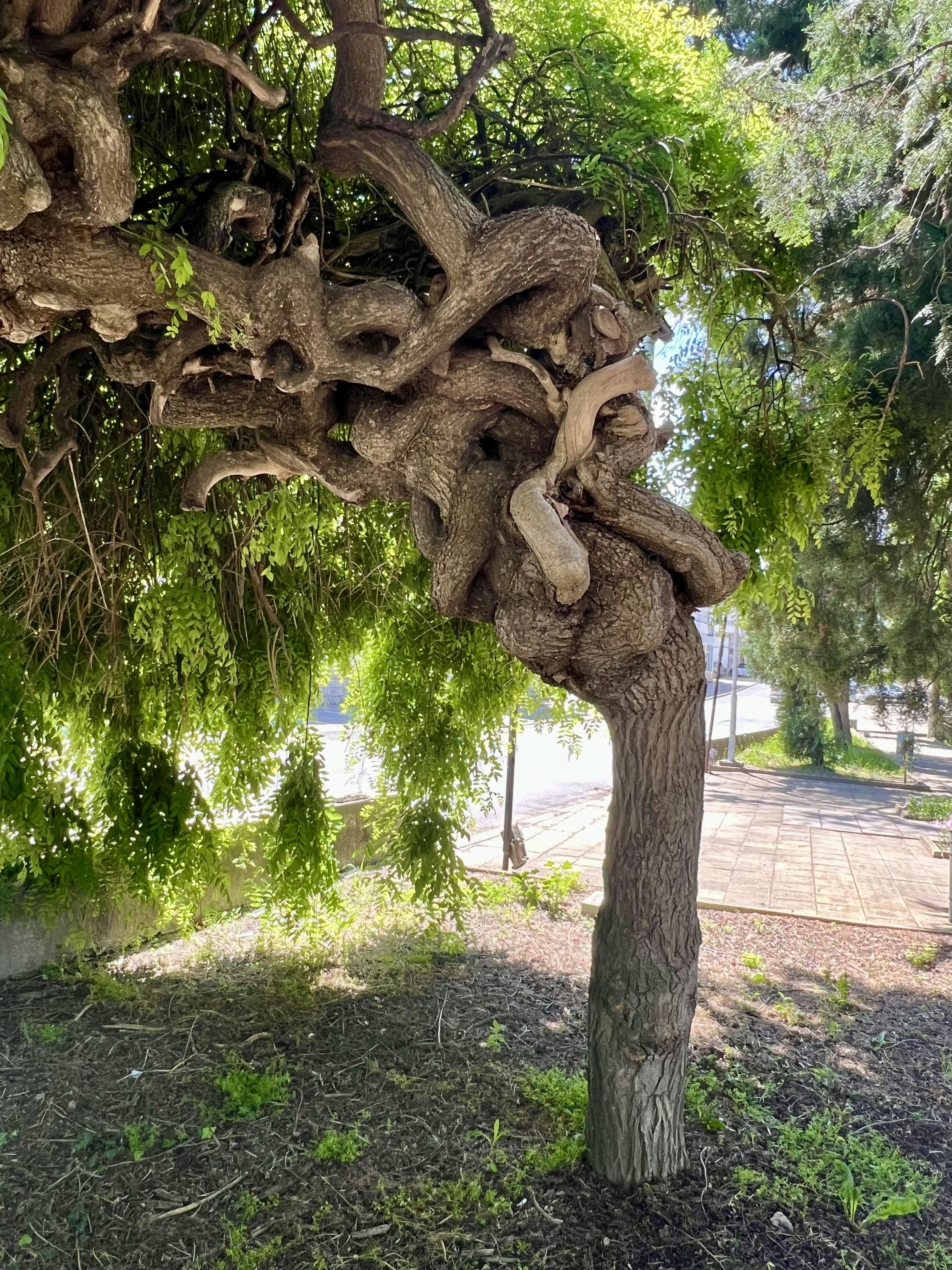 A tree that has a bunch of branches on it photo – Free Tree branch ...