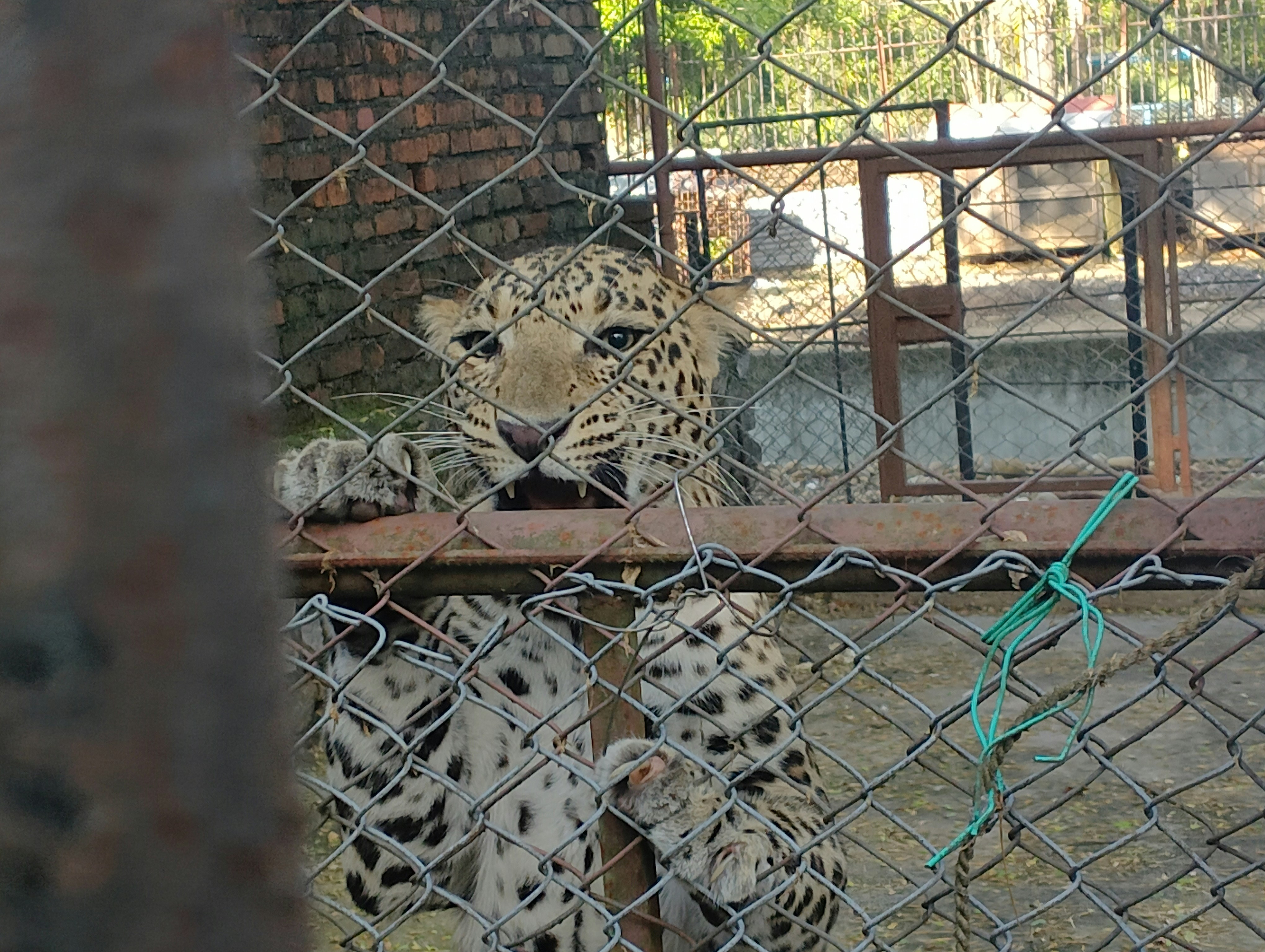 A white and black snow leopard behind a chain link fence photo – Free ...