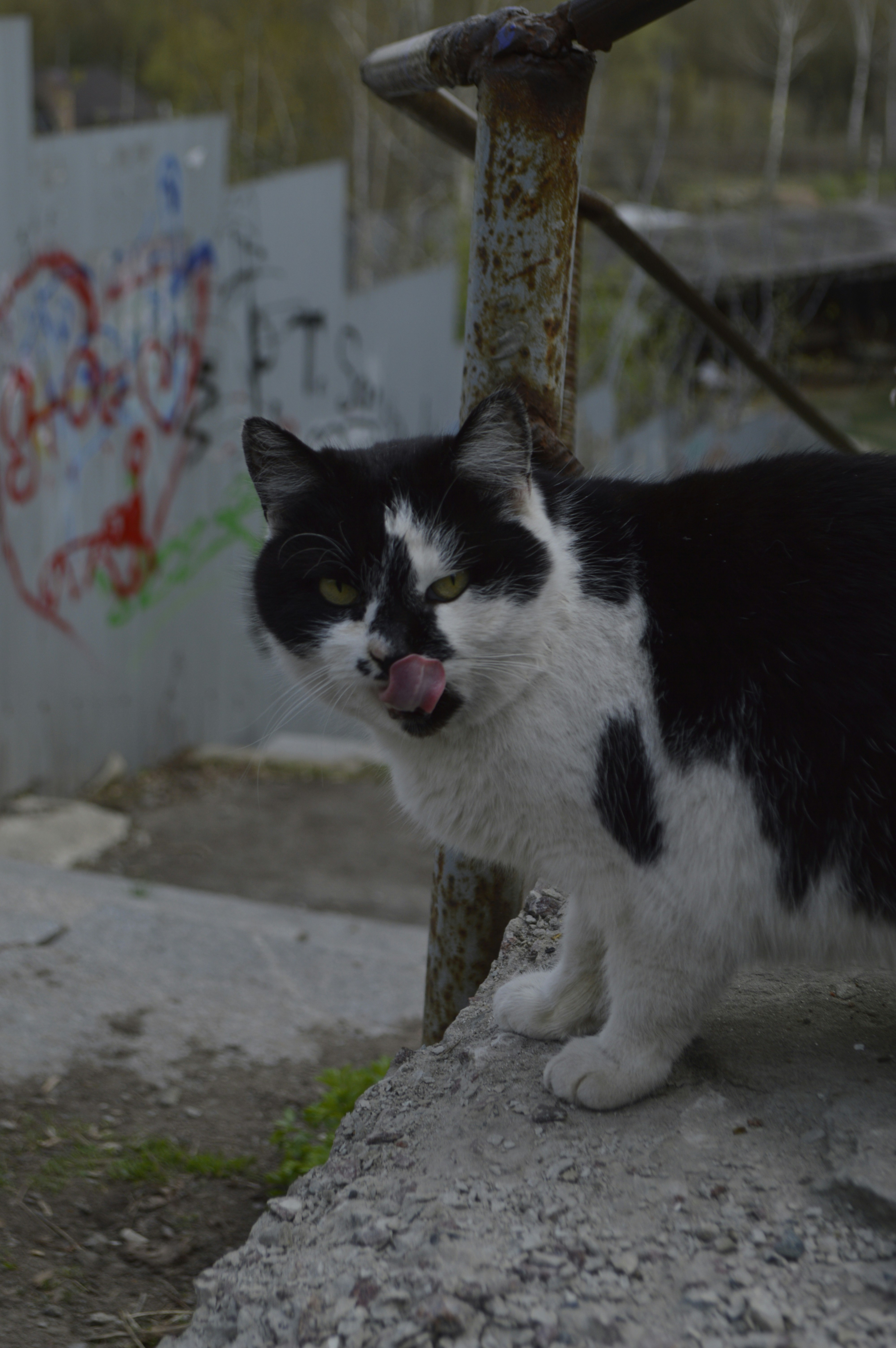 Whiskers at the Edge: A Black-and-White Cat on Rust and Graffiti