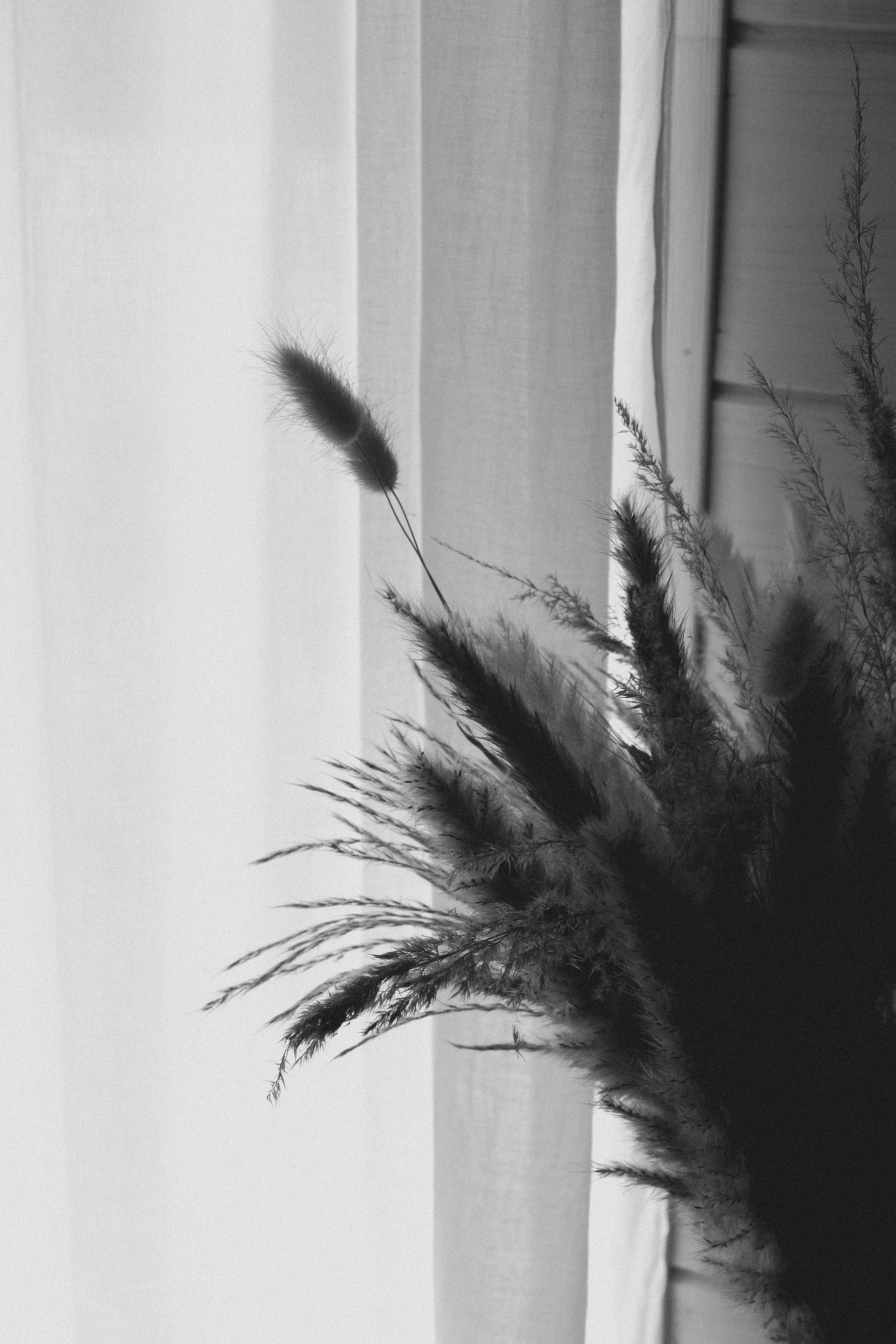 Monochrome Pampas Framed by Window Drapes