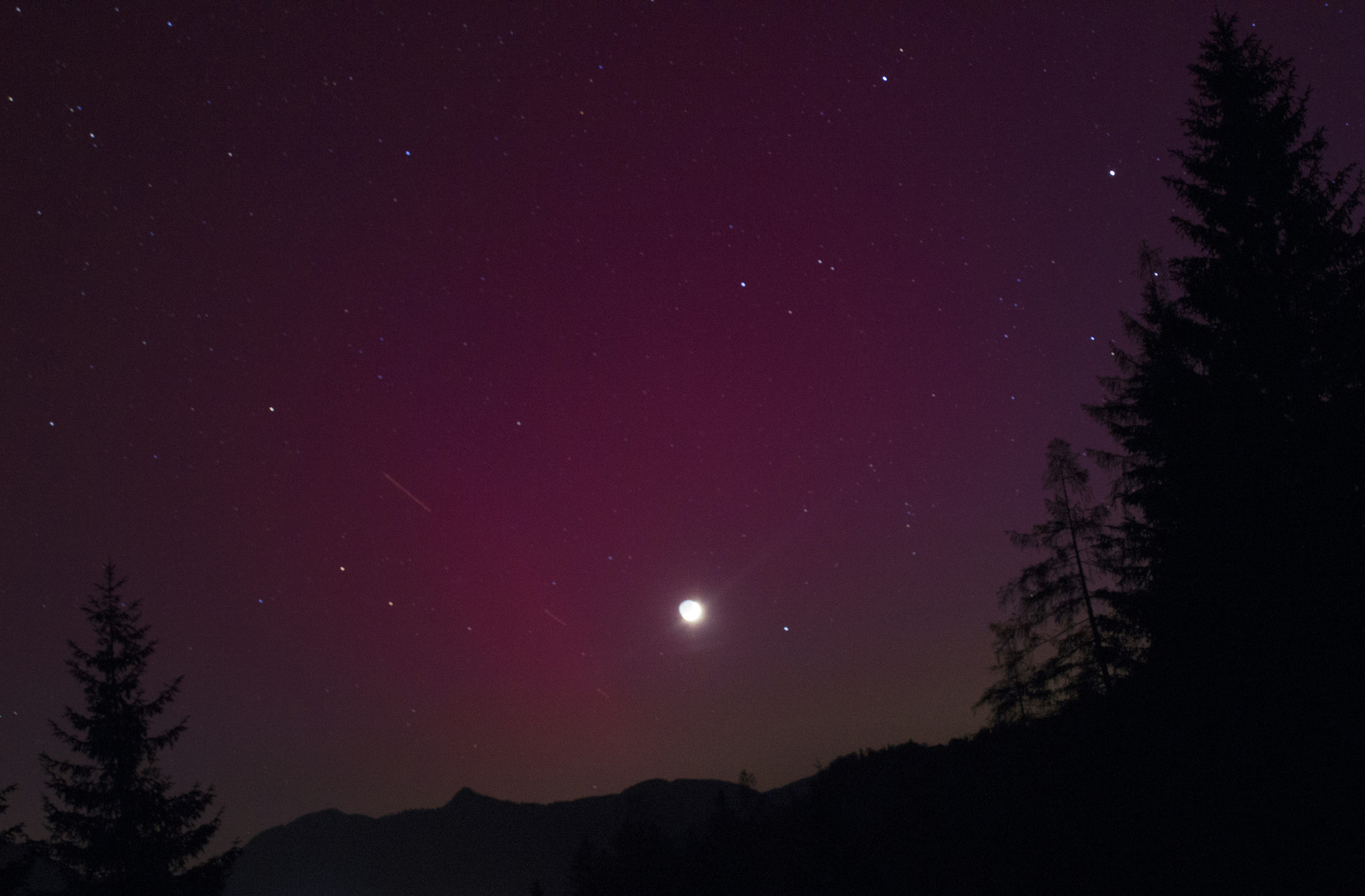 Moon Over Magenta Night: Pines Beneath a Velvet Sky