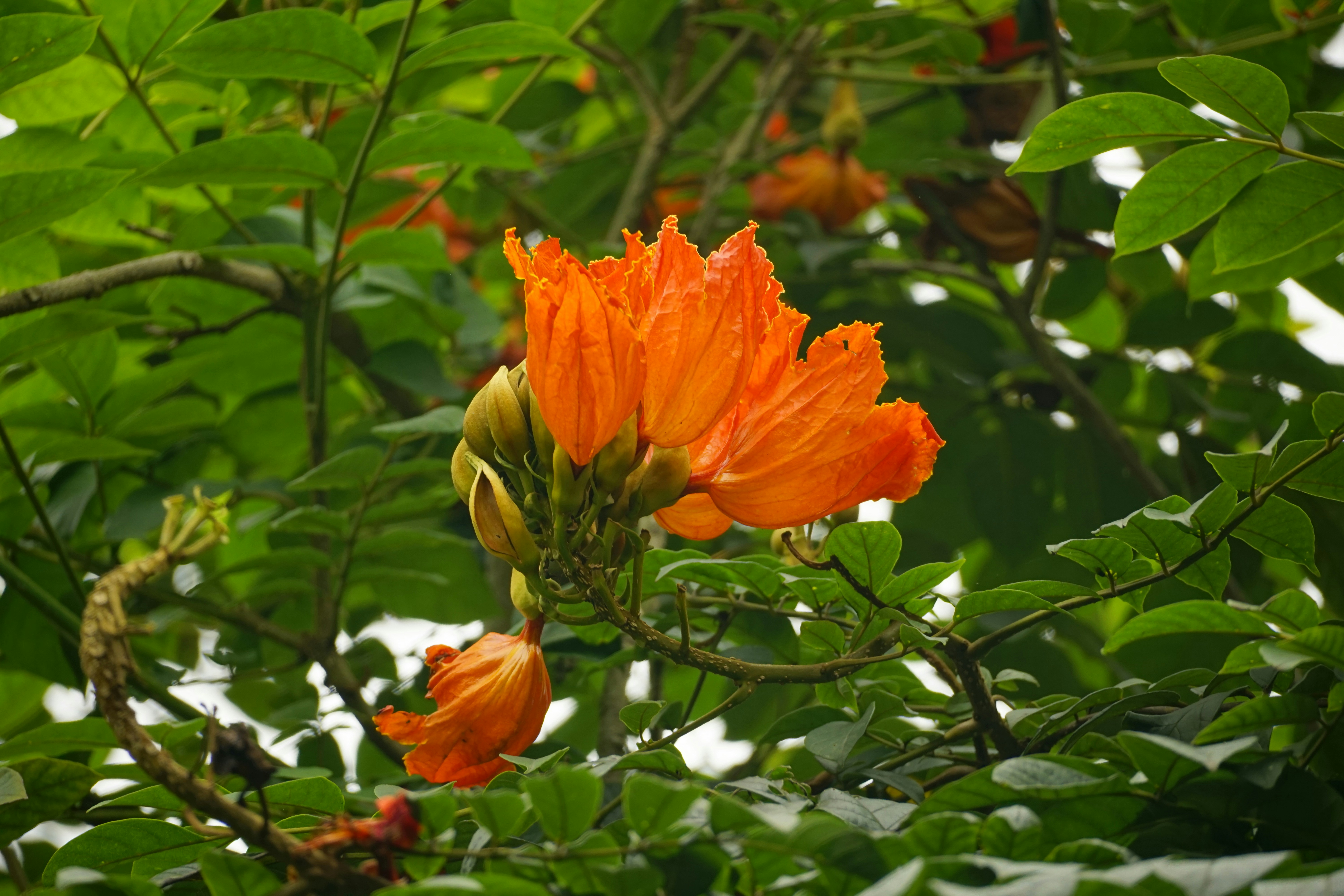 Orange Hibiscus Bloom: A Burst Amid Jade Foliage