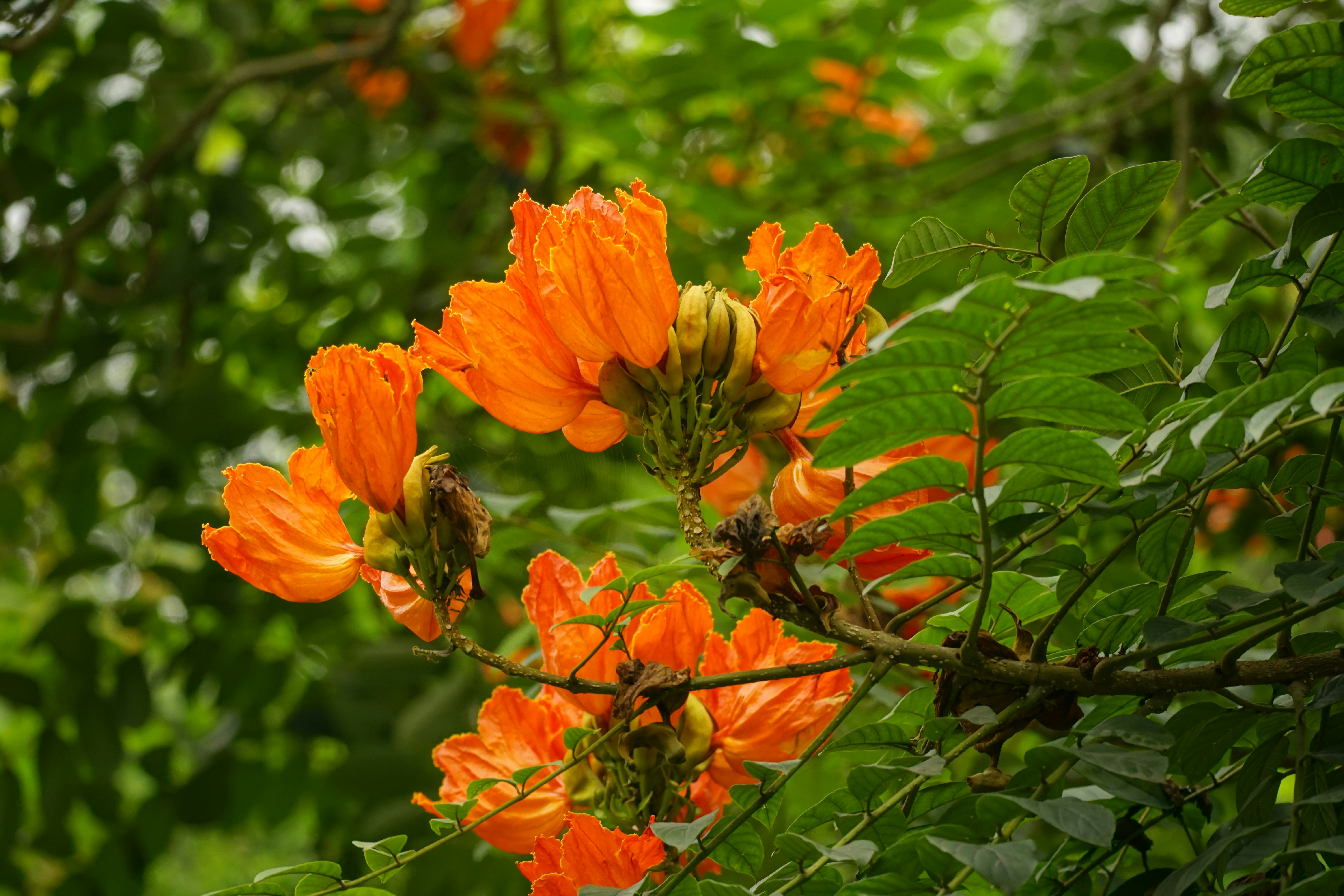 Flame-Orange Blooms Nestled in a Lush Green Canopy